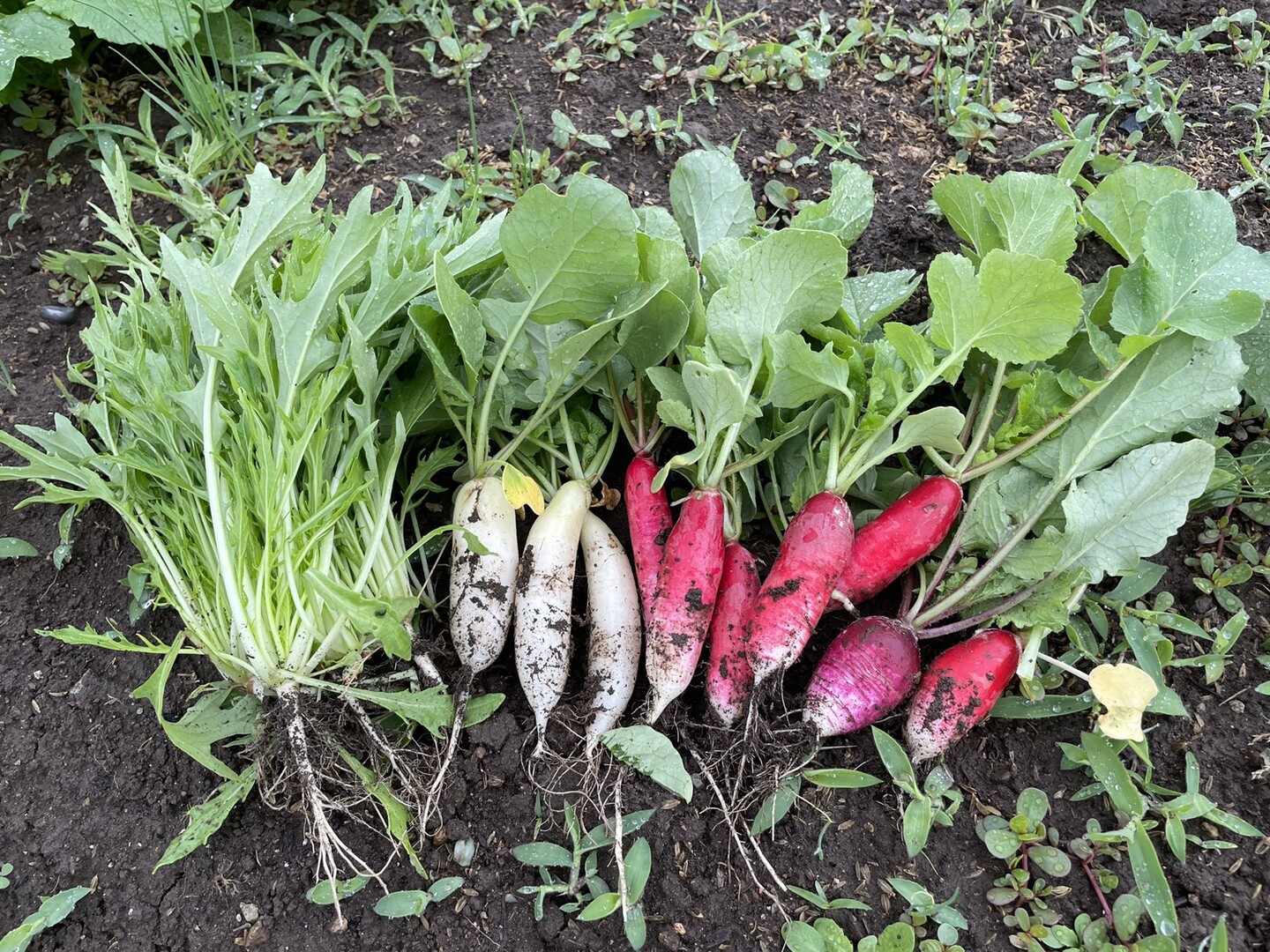 芽かき（畑ッP ） 好天続きで毎朝必... / パクチーさんのモーメント | YAMAP / ヤマップ