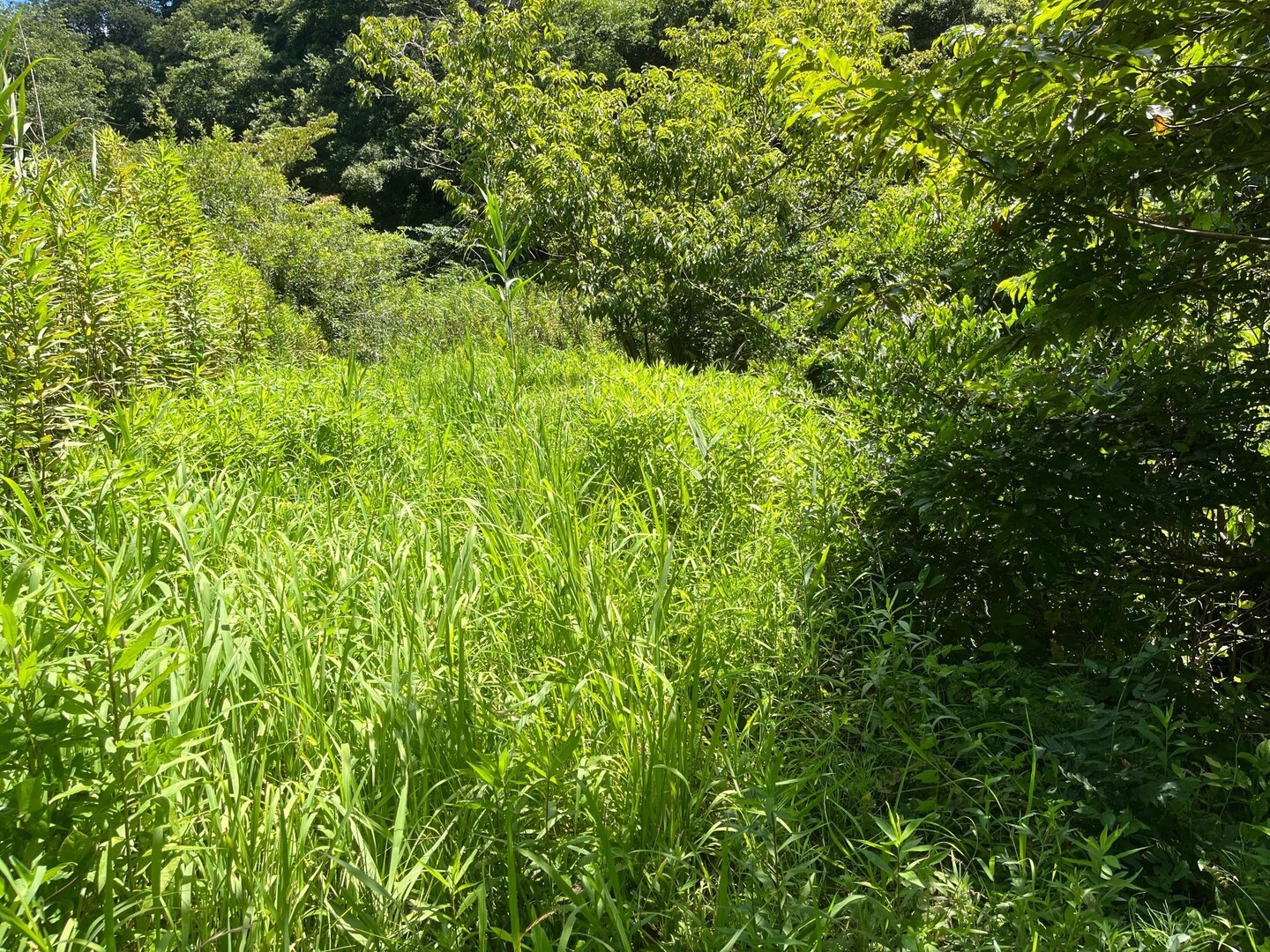 mskふぅさんの投稿したフィールドメモ | YAMAP / ヤマップ