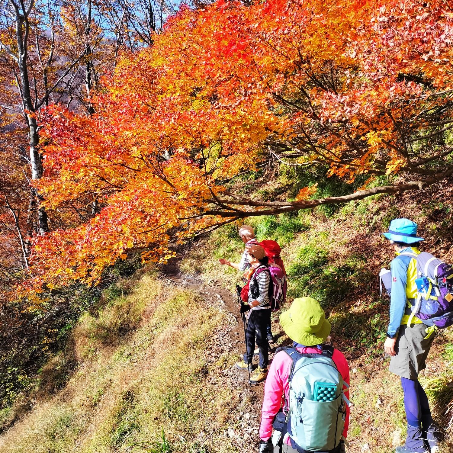 夜叉ヶ池ピストン 岐阜県側から / PUKUDX ぷくでらっくすさんの夜叉ヶ池山・三周ヶ岳の活動日記 | YAMAP / ヤマップ