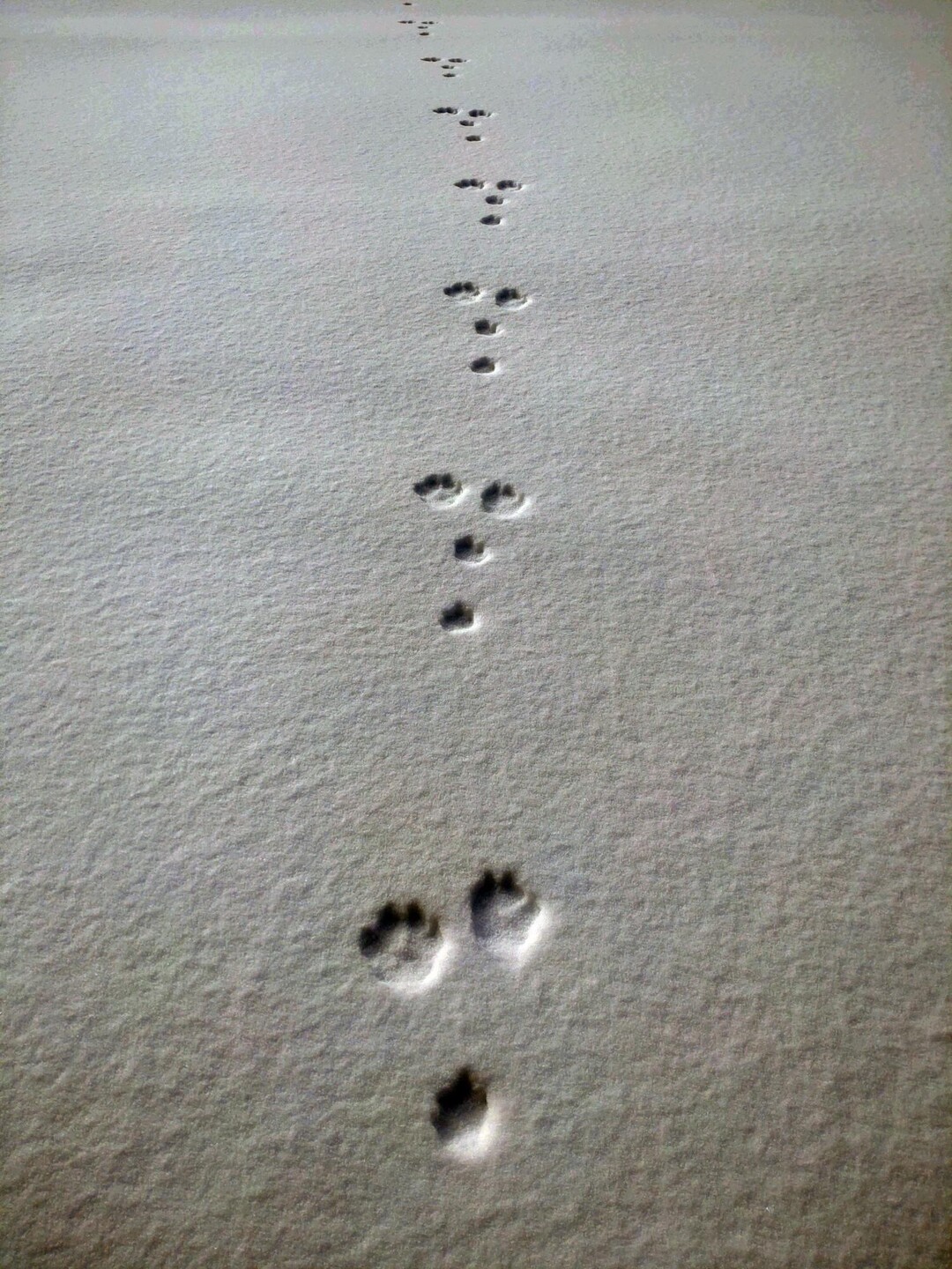 十種ヶ峰撤退記 / emu626さんの十種ヶ峰の活動データ | YAMAP / ヤマップ