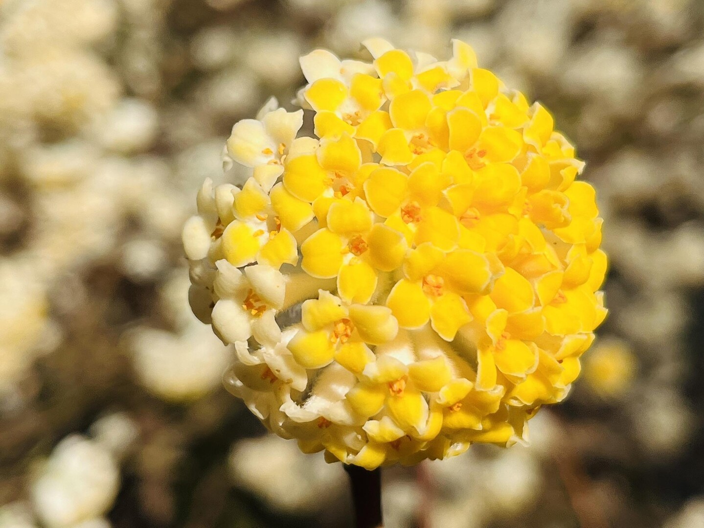 菰野富士369m・ネコ616m🐱 / たけさんの御在所岳（御在所山）・雨乞岳の活動データ | YAMAP / ヤマップ