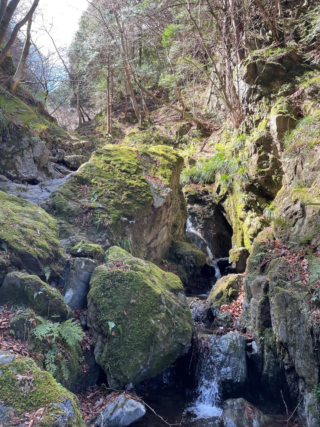 棒ノ嶺（棒ノ折山） / hal0330さんの高水山・岩茸石山・惣岳山の活動データ | YAMAP / ヤマップ