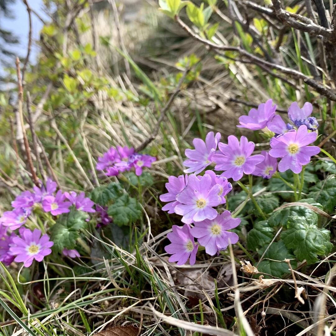 釈迦ヶ岳 / Yasukoさんの釈迦ヶ岳・大日岳・涅槃岳の活動データ | YAMAP / ヤマップ