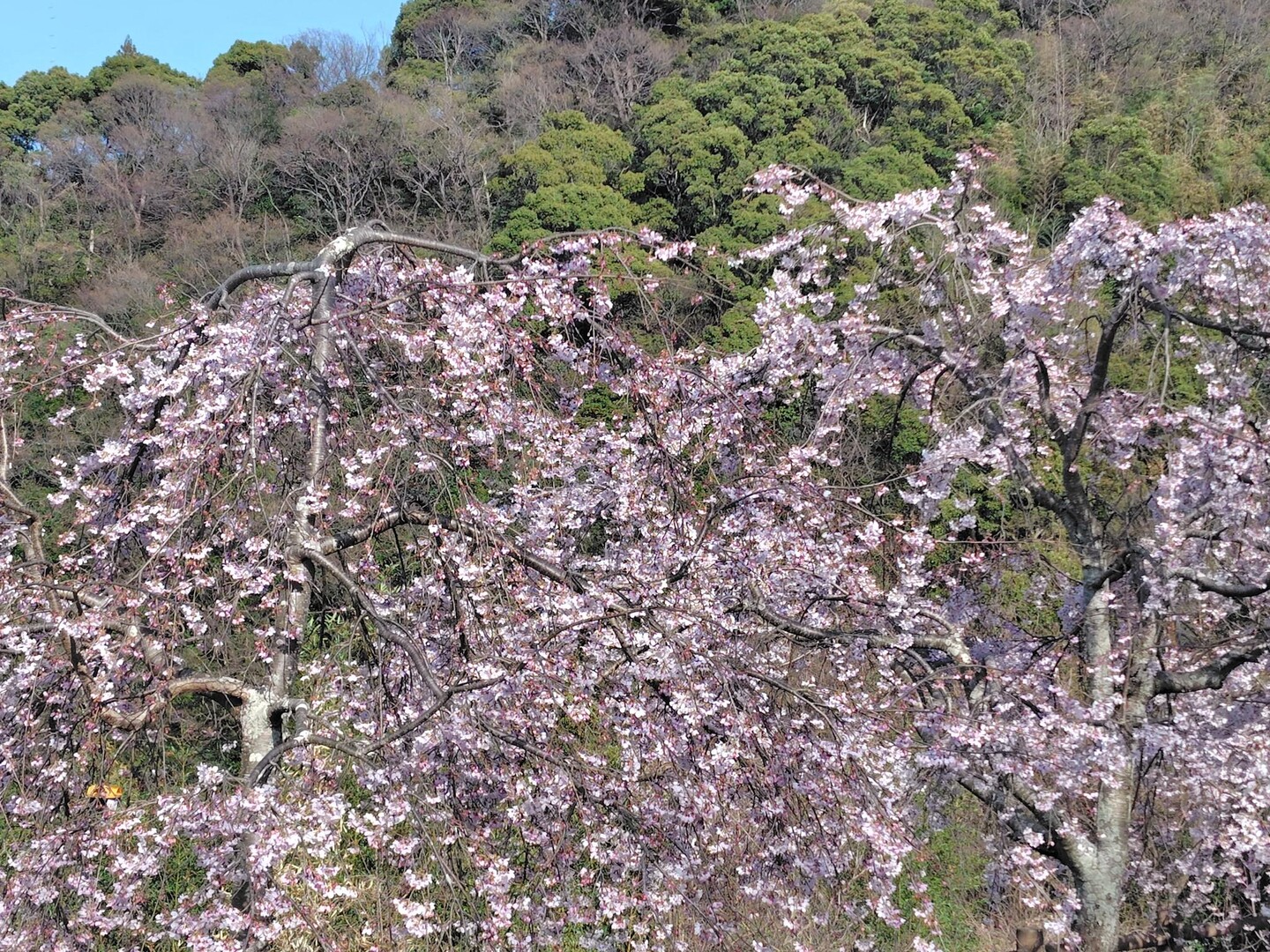 桜の眉山-2024-03-29 / Mr. Mさんの眉山の活動データ | YAMAP / ヤマップ