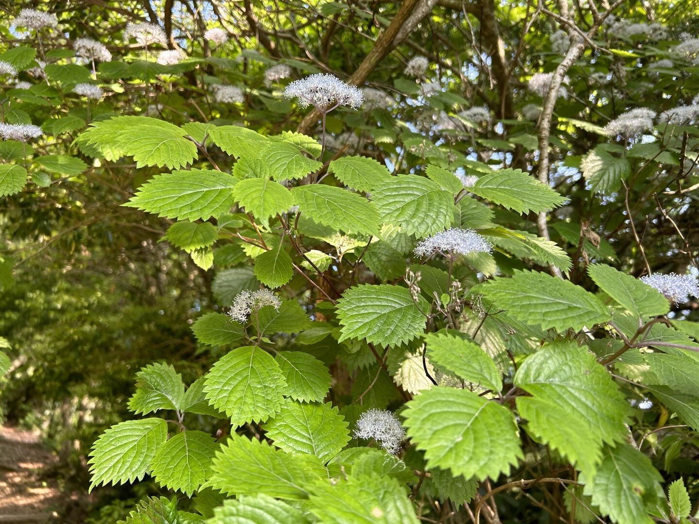 白木山 / MIYUKIさんの白木山・高松山・鬼ヶ城山の活動データ | YAMAP / ヤマップ