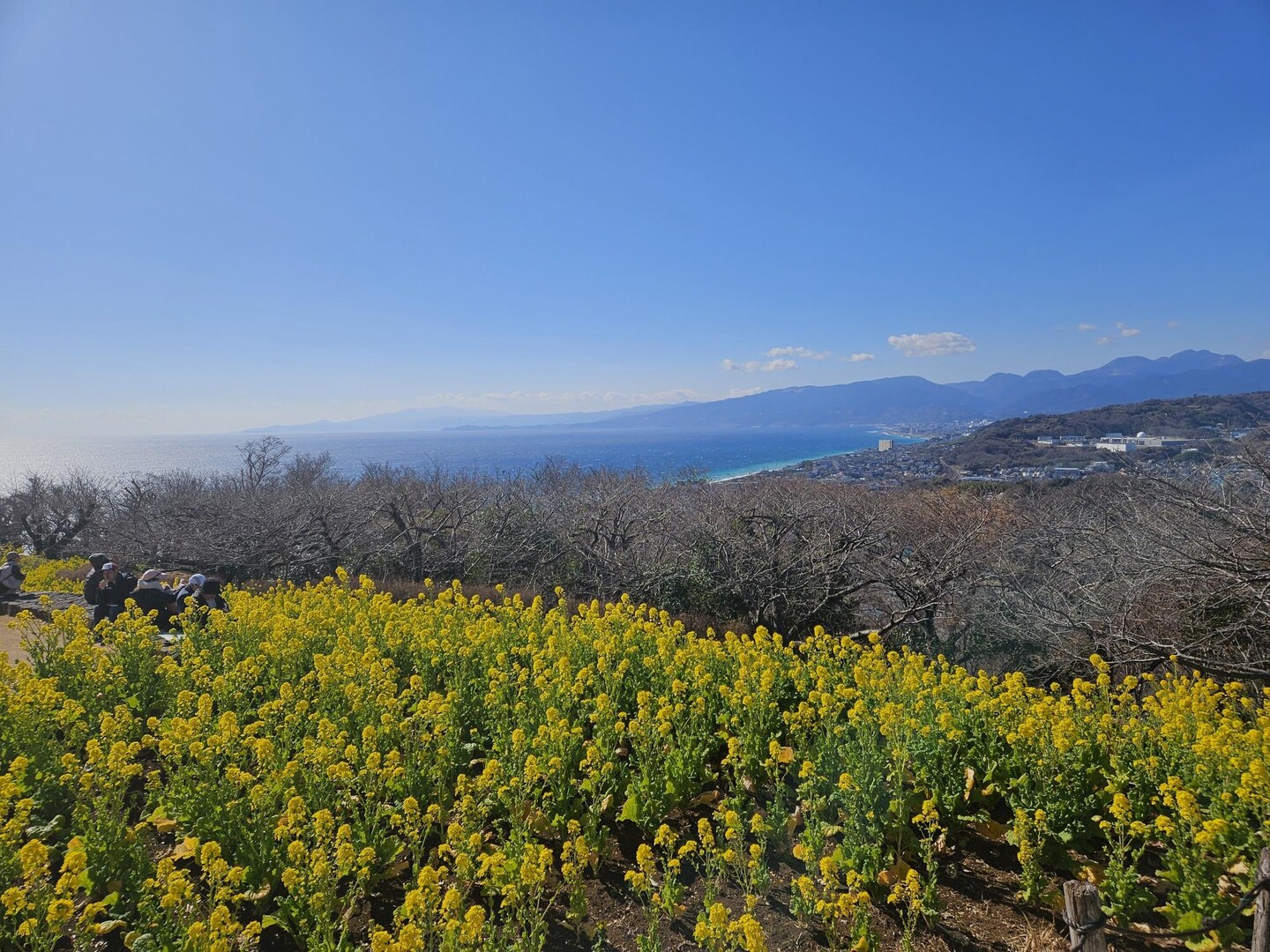 吾妻山 / keiさんの高麗山・湘南平・鷹取山の活動データ | YAMAP / ヤマップ