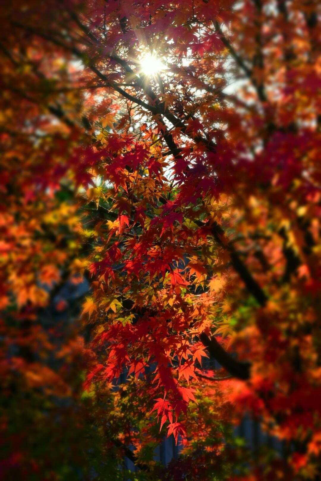 紅2 / GIさんのモーメント | YAMAP / ヤマップ