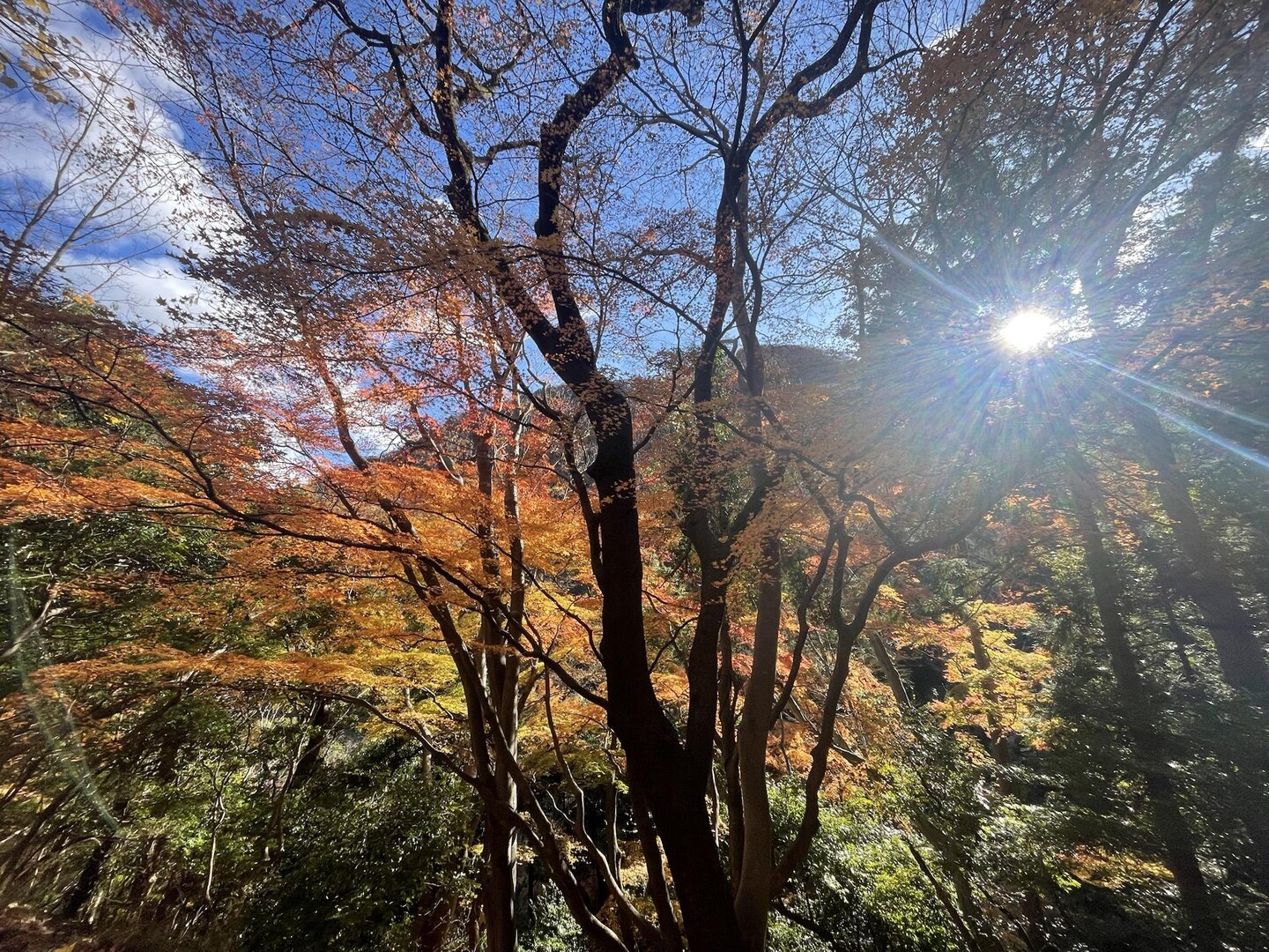北尾根P826峰・小倉山・三方山 / kousukeさんの養老山・笙ヶ岳・三方山の活動データ | YAMAP / ヤマップ