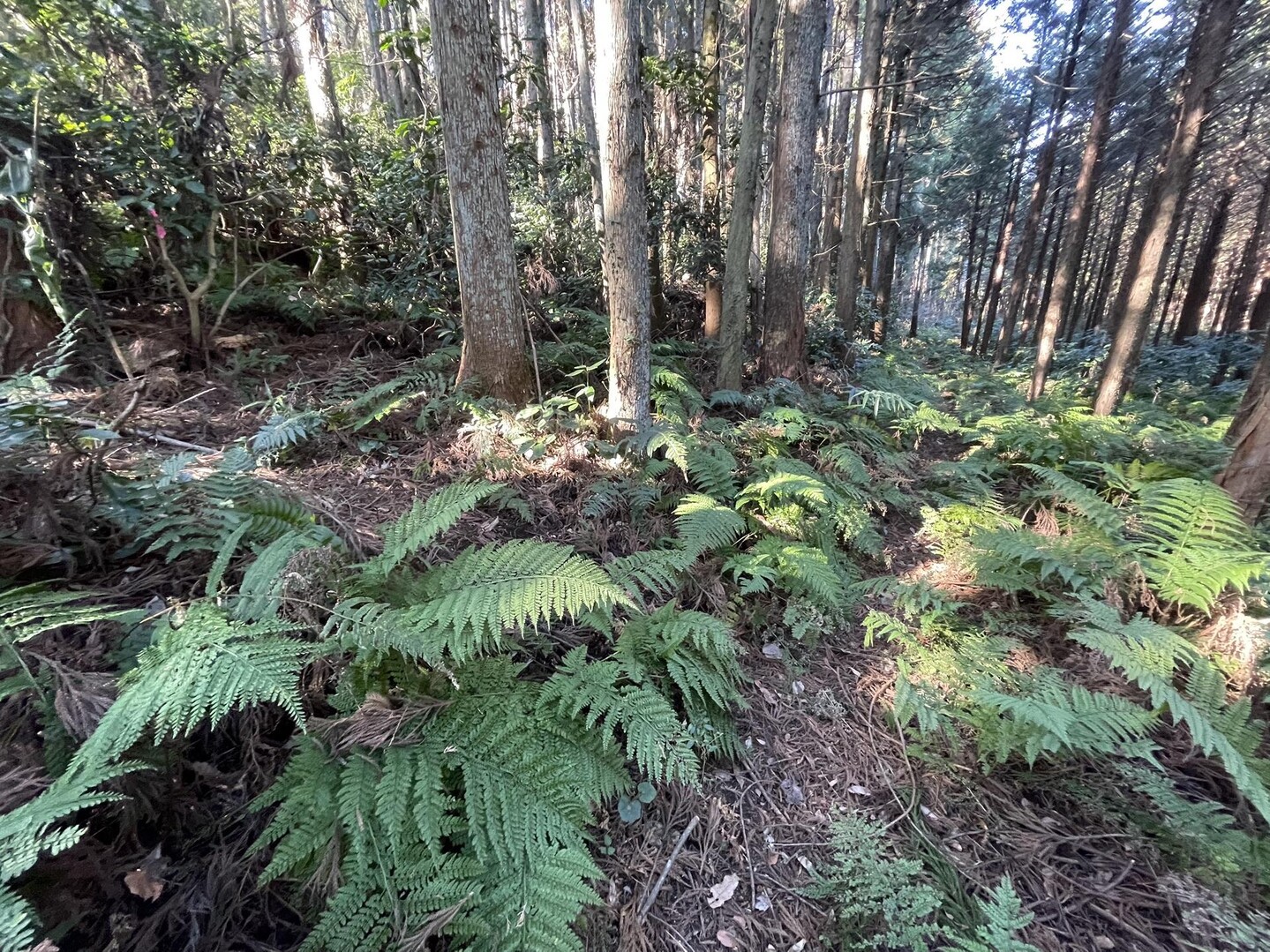 貿易風さんの投稿したフィールドメモ | YAMAP / ヤマップ