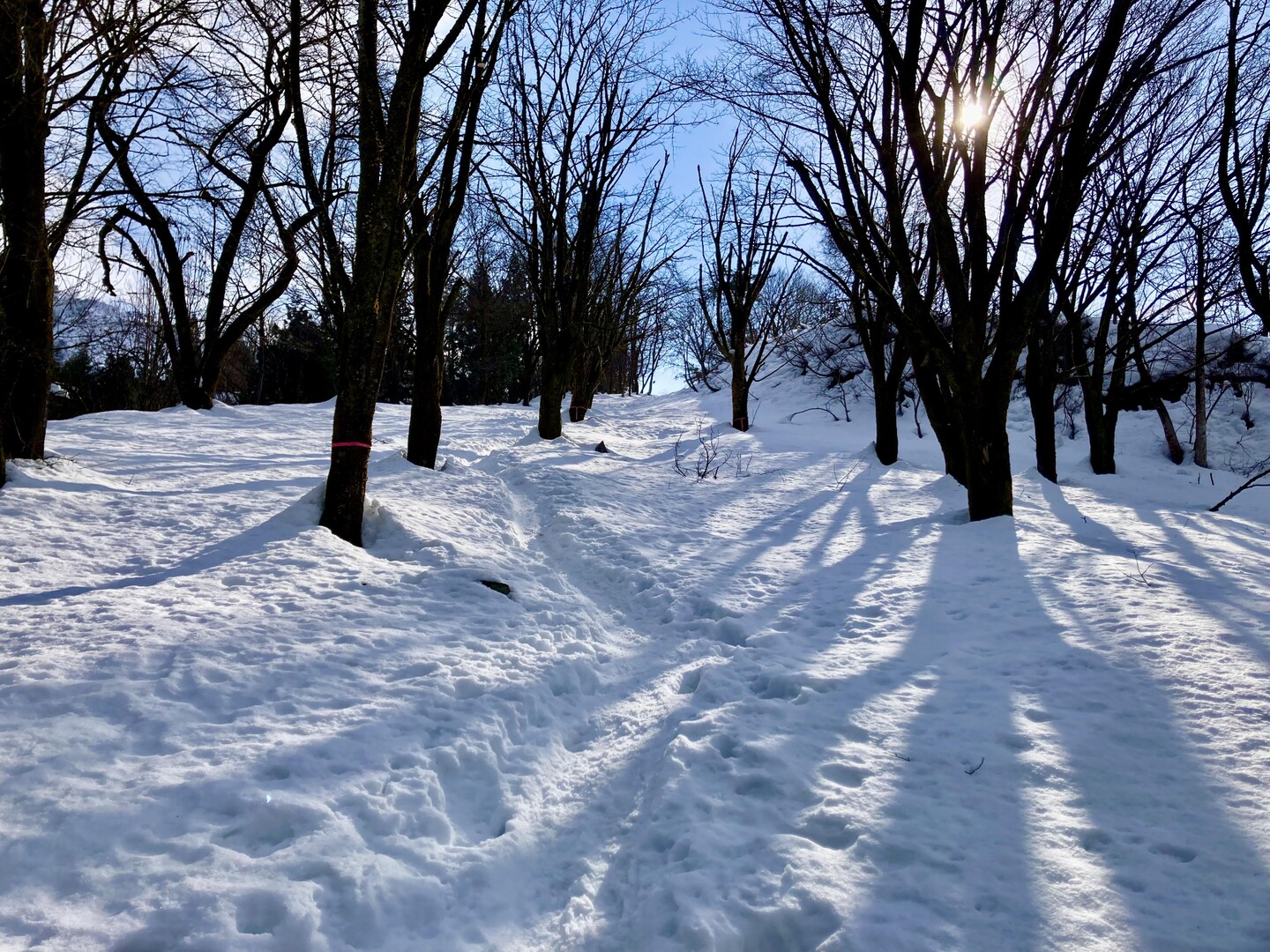 坂戸山3 / karashiさんの坂戸山の活動データ | YAMAP / ヤマップ
