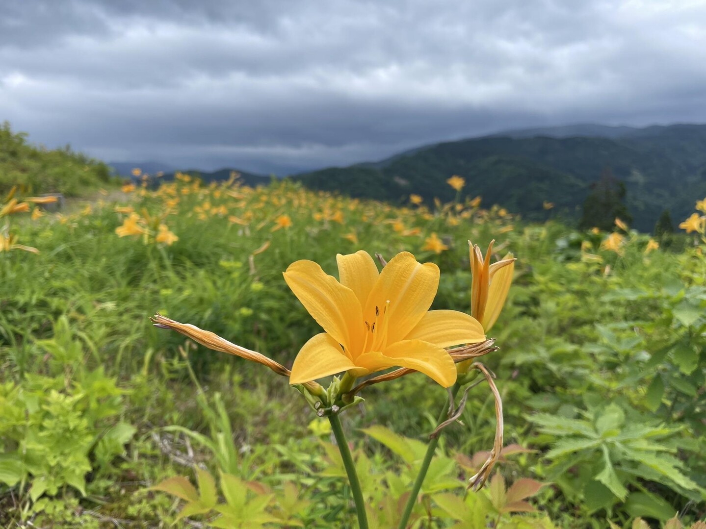 ニッコウキスゲと白山高山植物園💛 / Mikarinさんの取立山の活動日記 | YAMAP / ヤマップ