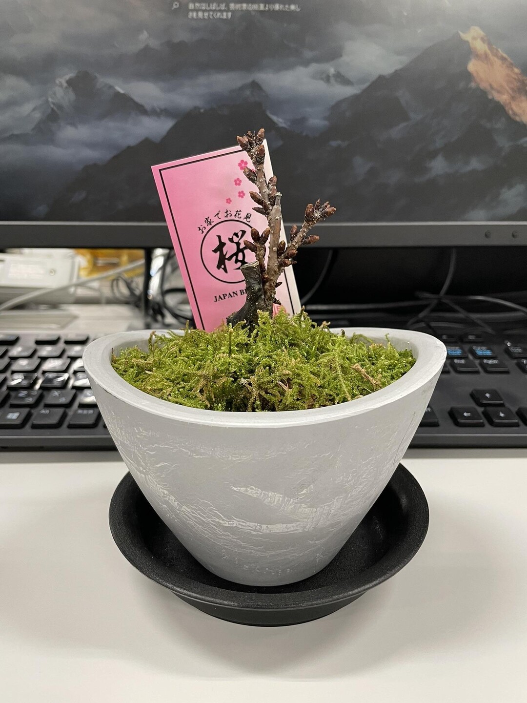 会社のデスク用に桜の盆栽を購入してみまし... / Nさんのモーメント | YAMAP / ヤマップ