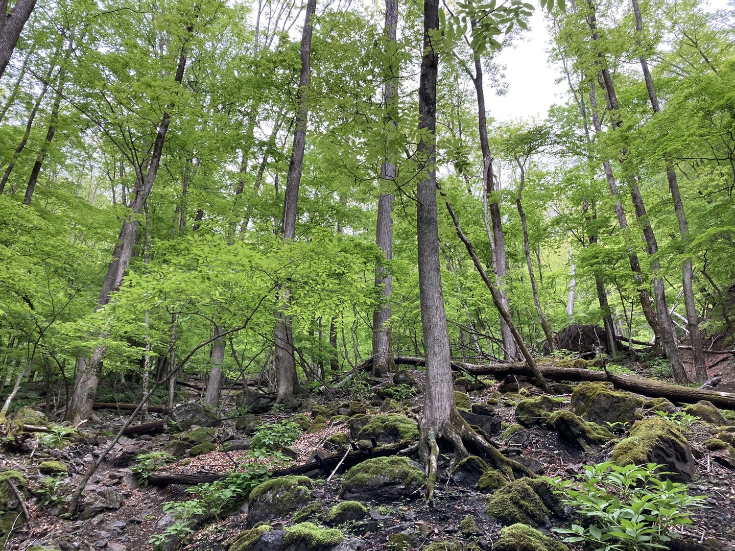 両神山 / BONDIさんの両神山・諏訪山・二子山の活動データ | YAMAP / ヤマップ
