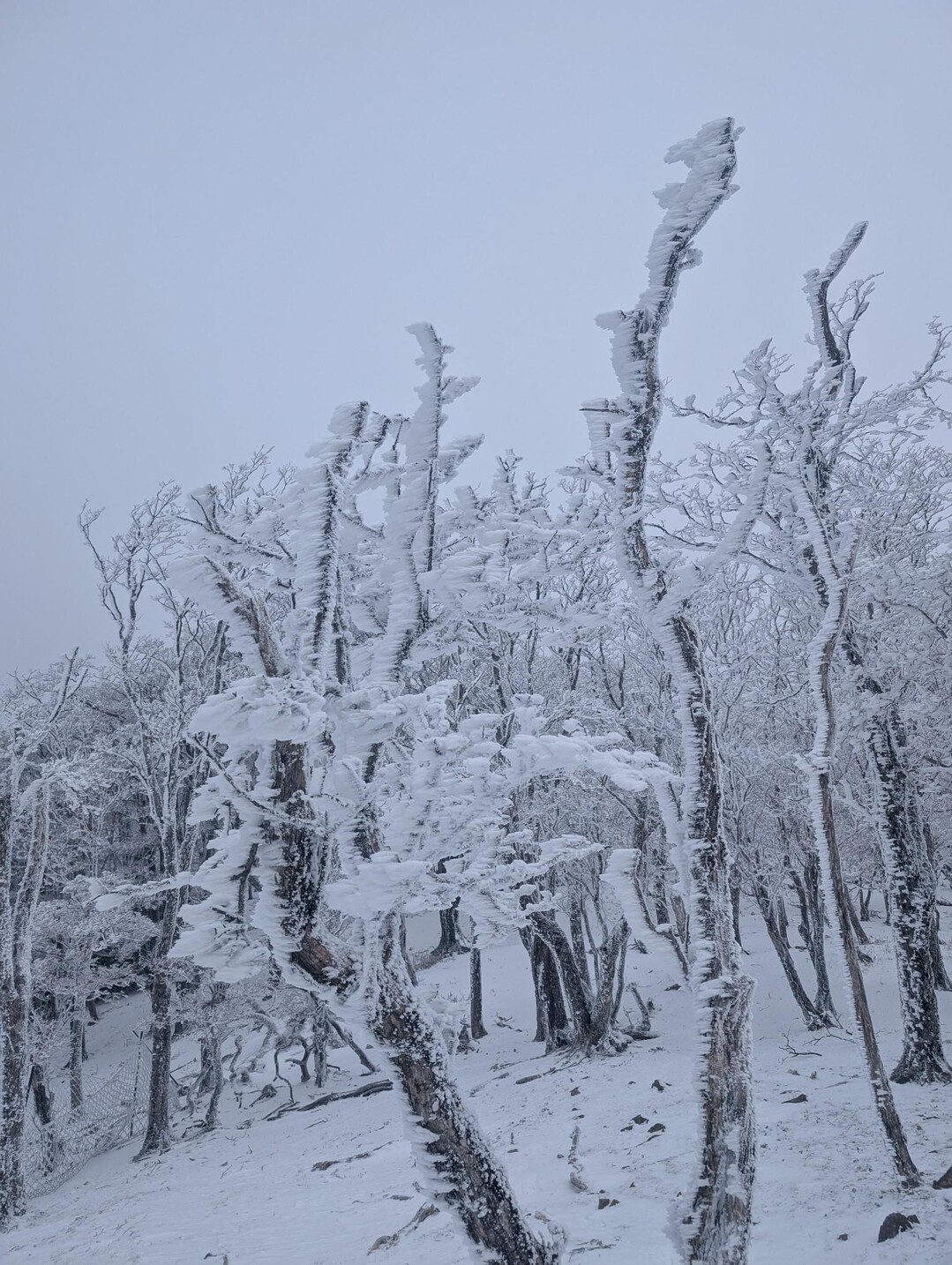 猪ノ子伏・白髪岳（九州100名山Ver.YAMAPおかわり中№106/112） / sw32さんの白髪岳・猪ノ子伏・陀来水岳の活動データ | YAMAP / ヤマップ
