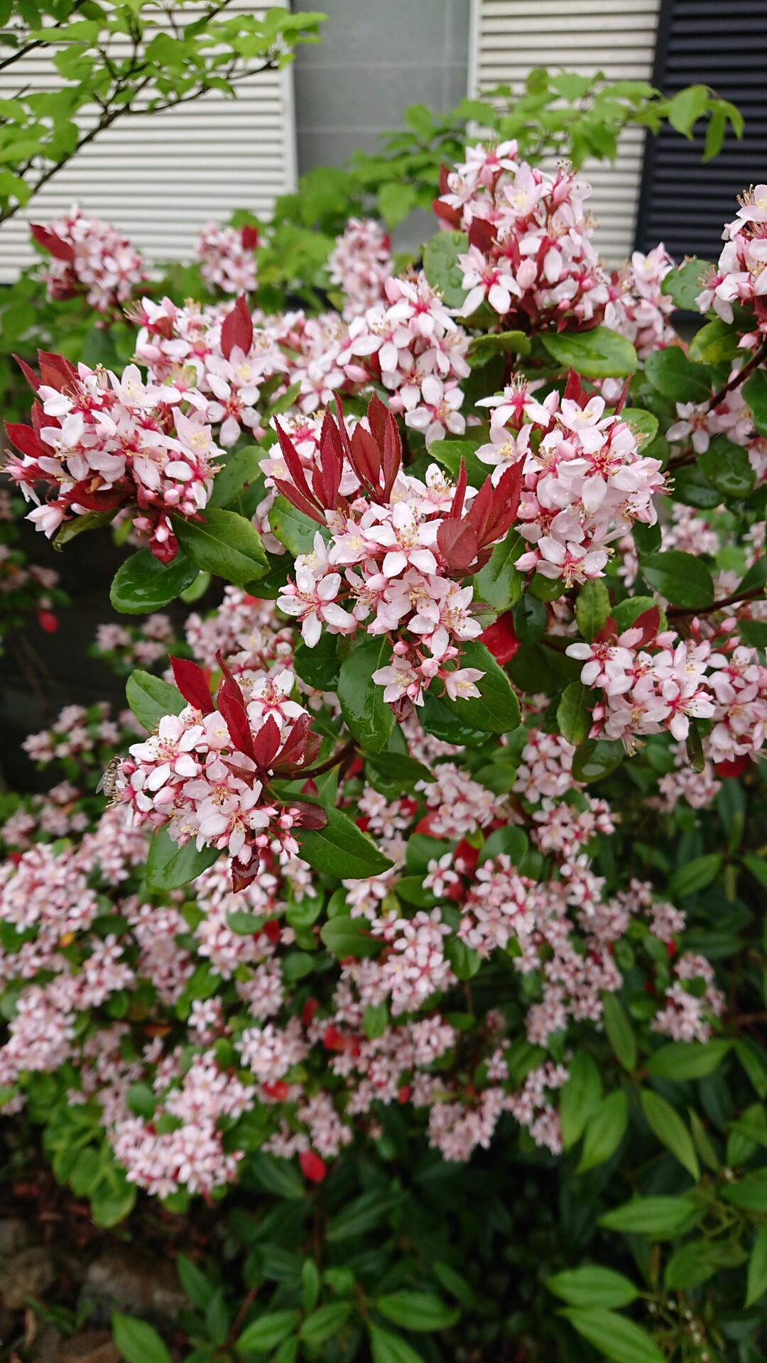 シラン、コデマリ、例年より少し早めのアヤ... / -jさんのモーメント | YAMAP / ヤマップ