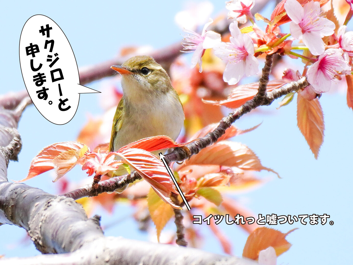 里山には登っているのですが日記に残す程で... / 😺Sammyさんのモーメント | YAMAP / ヤマップ