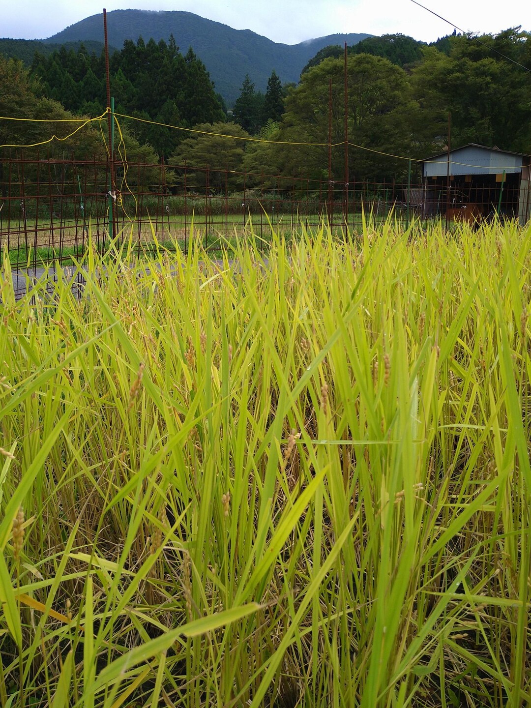 ウォーキング-2023-09-14 / yoko.kさんのウォーキングの活動データ | YAMAP / ヤマップ