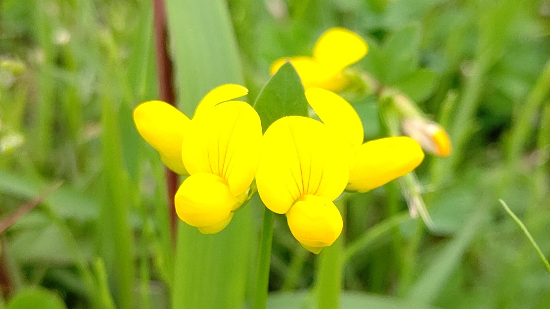 47😆愛宕山 / megさんの能古島の活動データ | YAMAP / ヤマップ