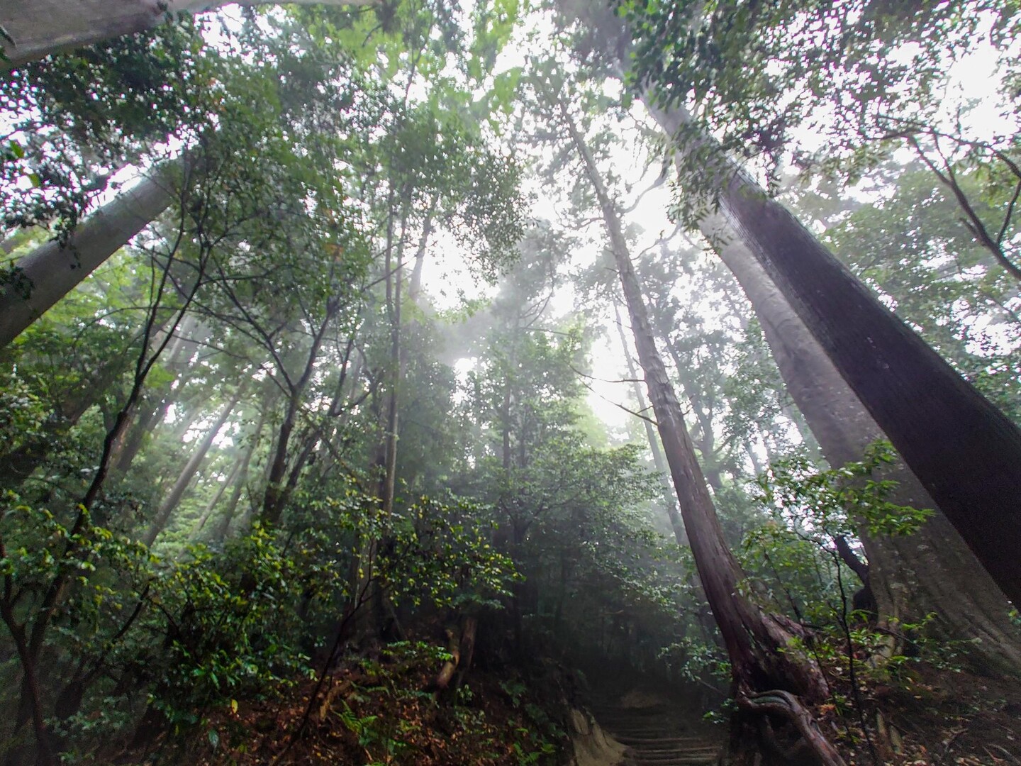 猿投山 / talviさんの猿投山・物見山の活動データ | YAMAP / ヤマップ