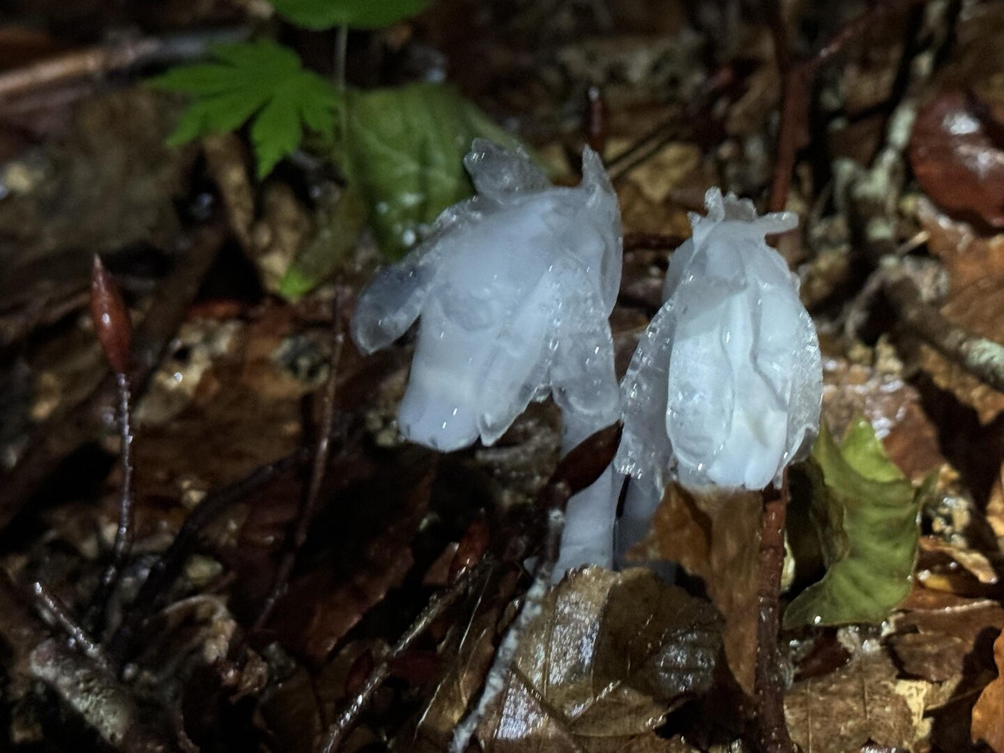 平庭岳 / masaさんの安家森の活動データ | YAMAP / ヤマップ