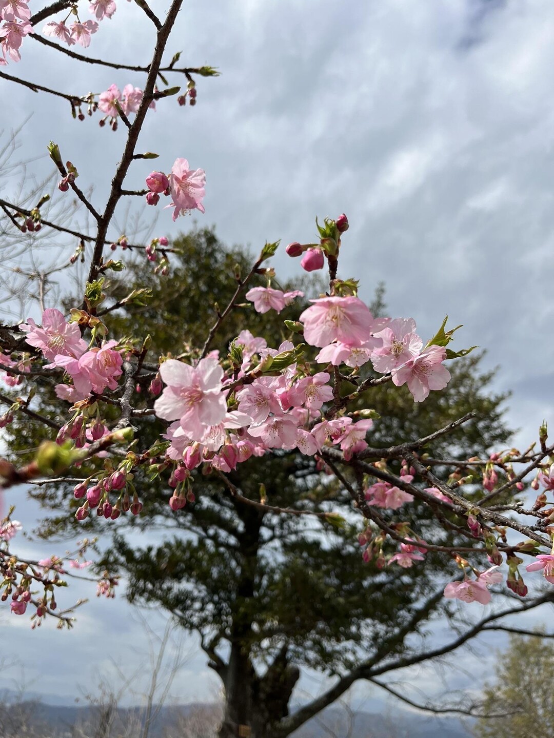 妙義山・つつじ山・大坊山・大小山 / ISMさんの大小山（妙義山）・西場富士の活動データ | YAMAP / ヤマップ