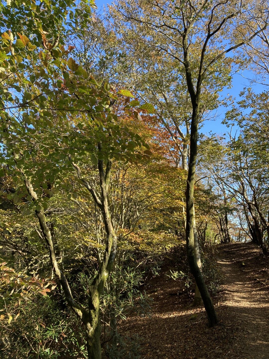 moppiさんの投稿したフィールドメモ | YAMAP / ヤマップ