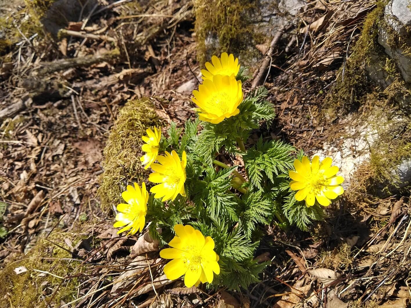 鈴北岳・鈴ヶ岳・御池岳 / dai-skさんの天狗堂の活動データ | YAMAP / ヤマップ