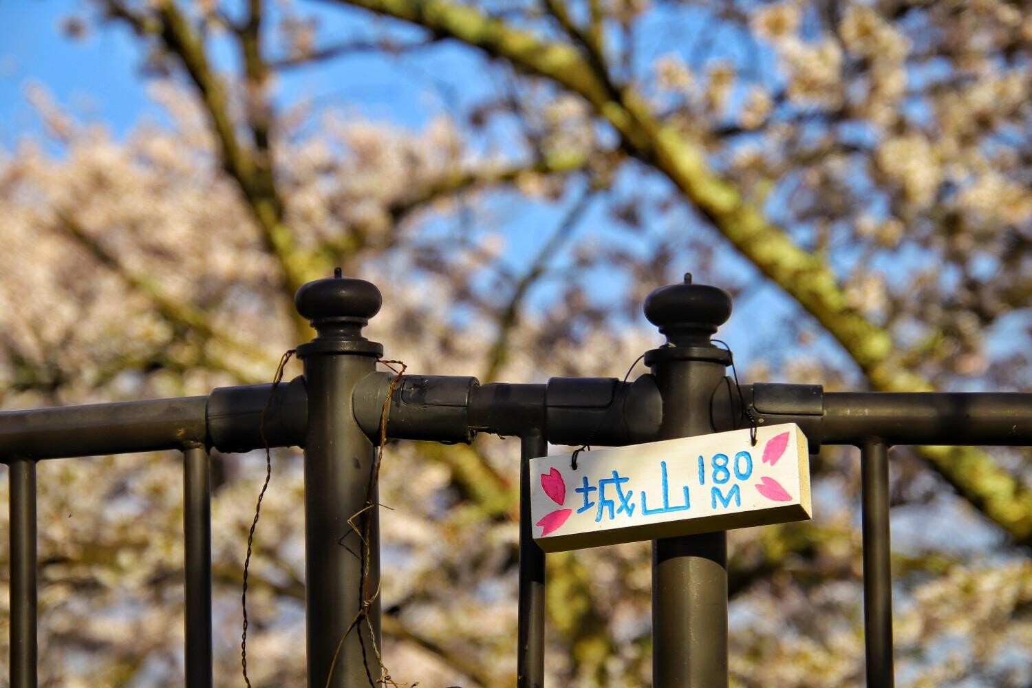 🌸桜🌸満開の城山公園-2023-04-09 / G-Mikiさんの黒森山・朝島山の活動データ | YAMAP / ヤマップ