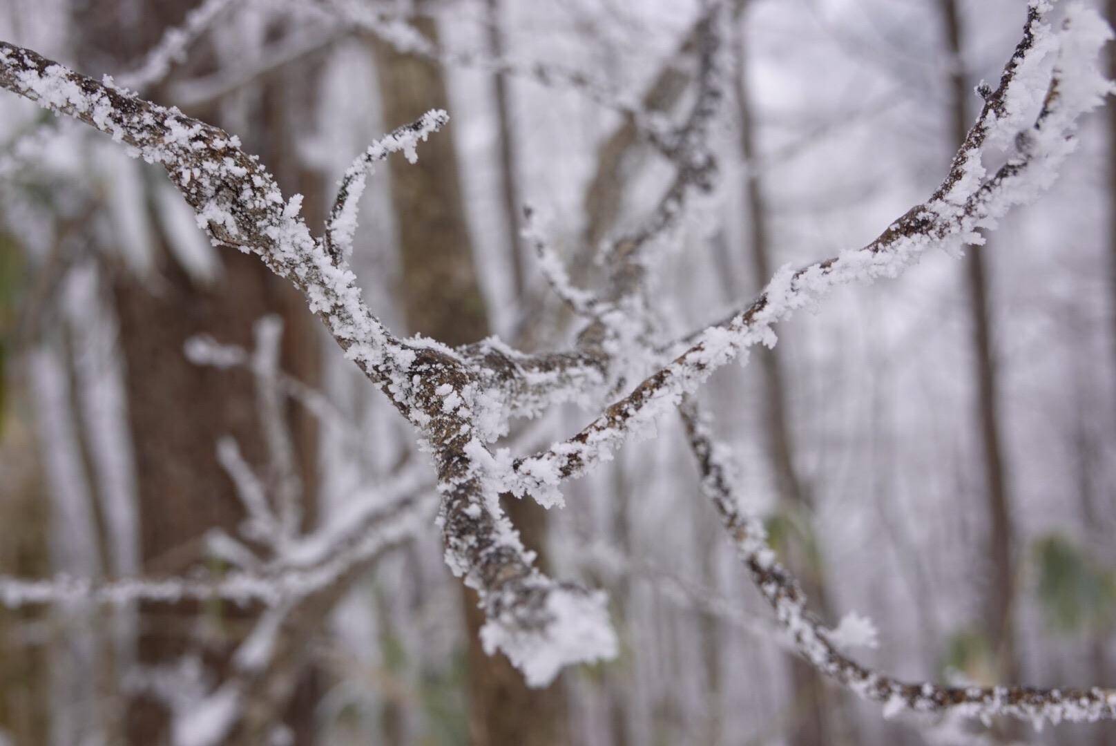 凍えた ️猪臥山 / mag.hさんの猪臥山の活動データ | YAMAP / ヤマップ