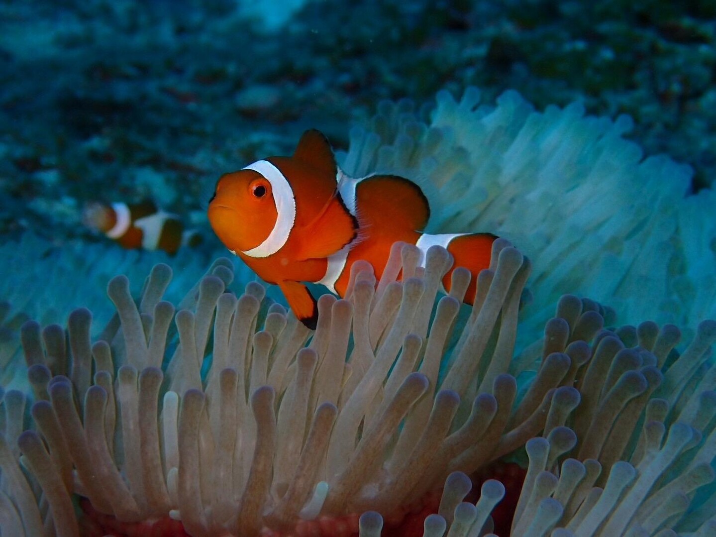 宮古島の2日目は17年ぶりのダイビング→... / mierinさんのモーメント | YAMAP / ヤマップ