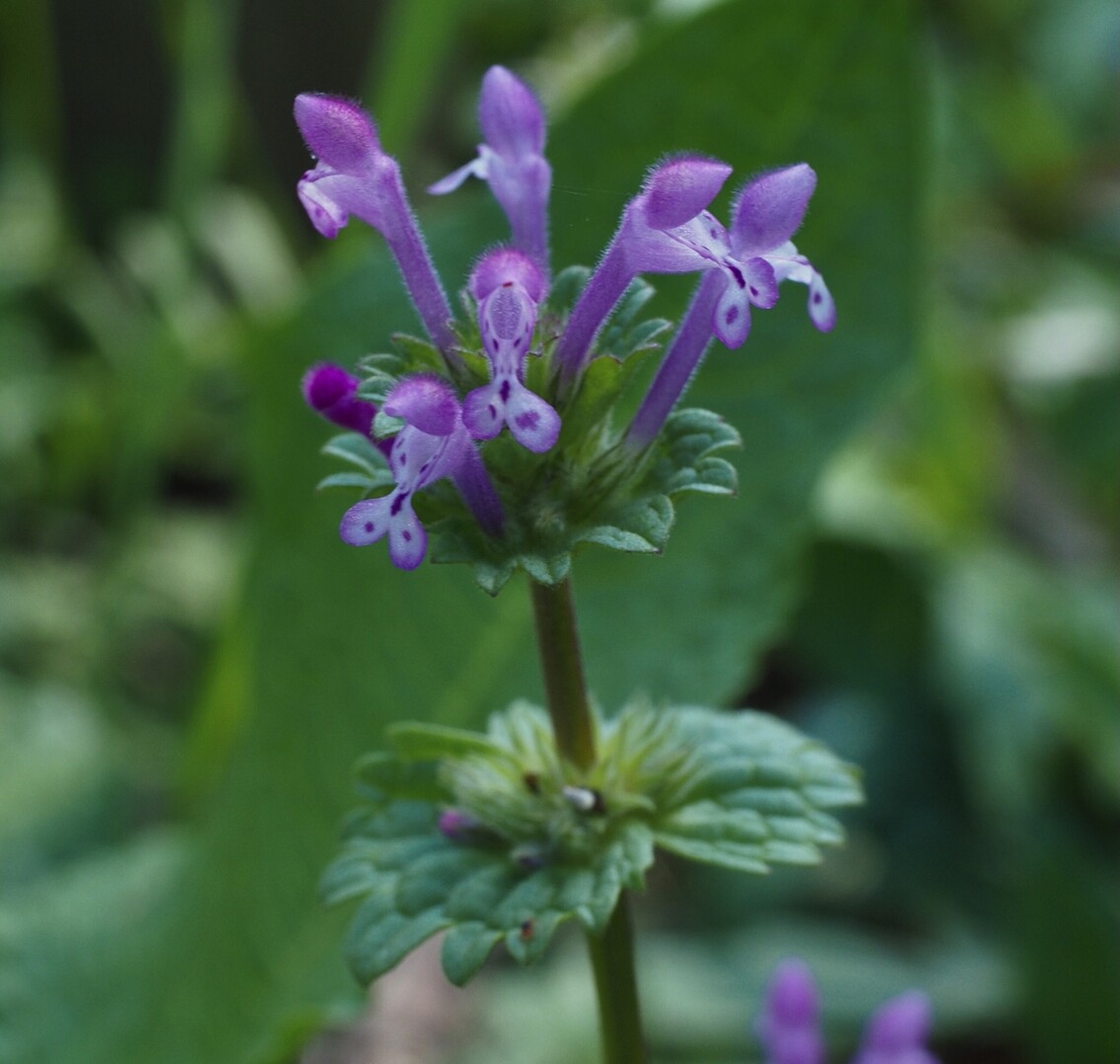 京ノ上 板橋登山道 お花畑 その2 1... / Yukiさんのモーメント | YAMAP / ヤマップ
