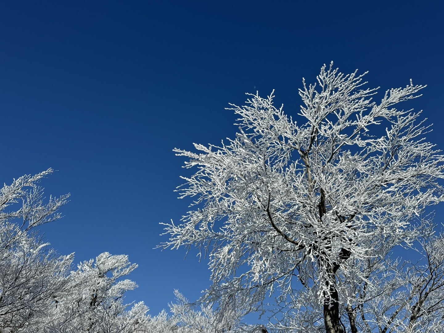 荒島岳 / sakiさんの荒島岳の活動データ | YAMAP / ヤマップ