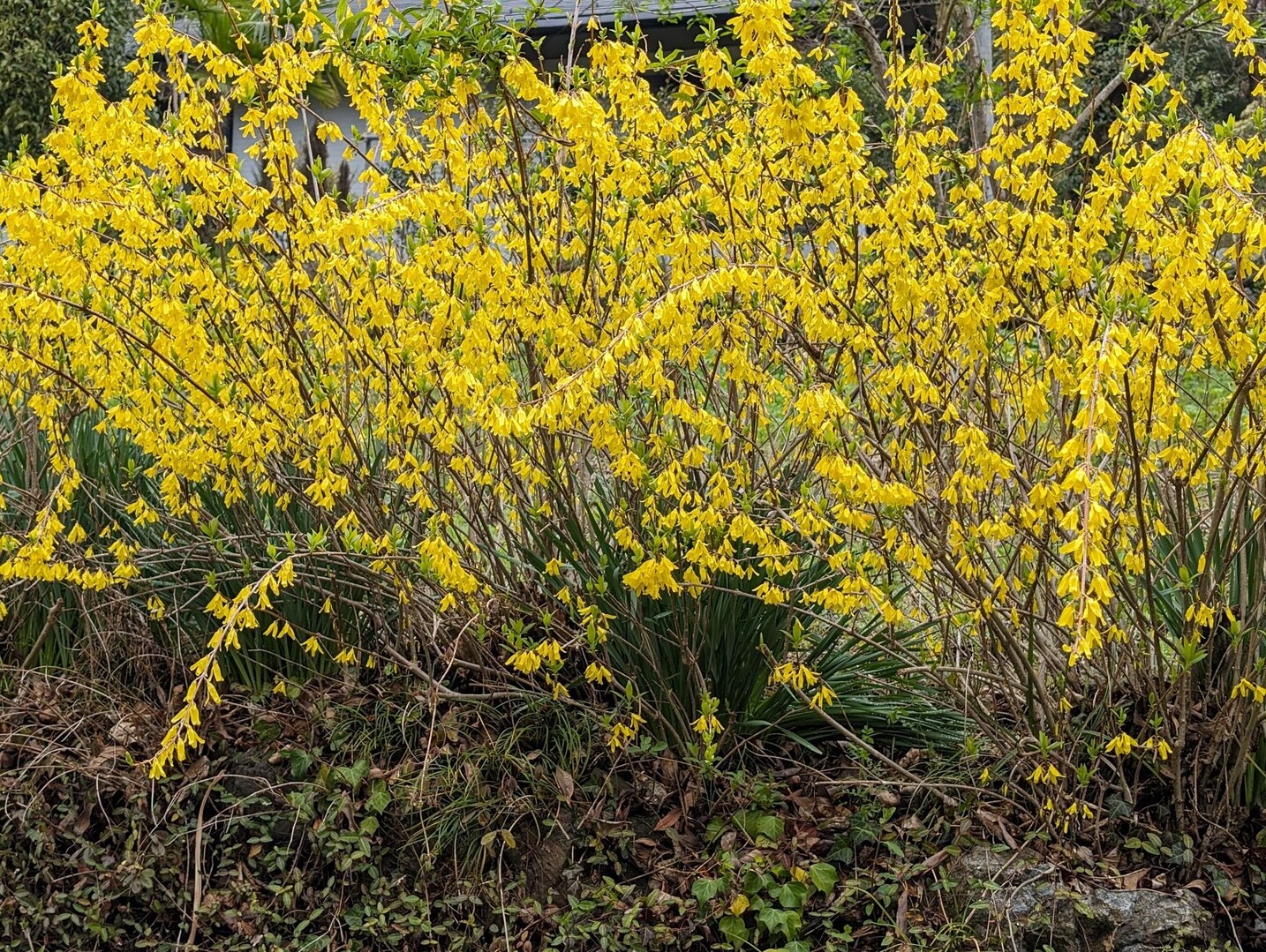 八徳の一本桜とユガテへ、お花を見に。 / toyokunさんの日和田山・物見山の活動データ | YAMAP / ヤマップ