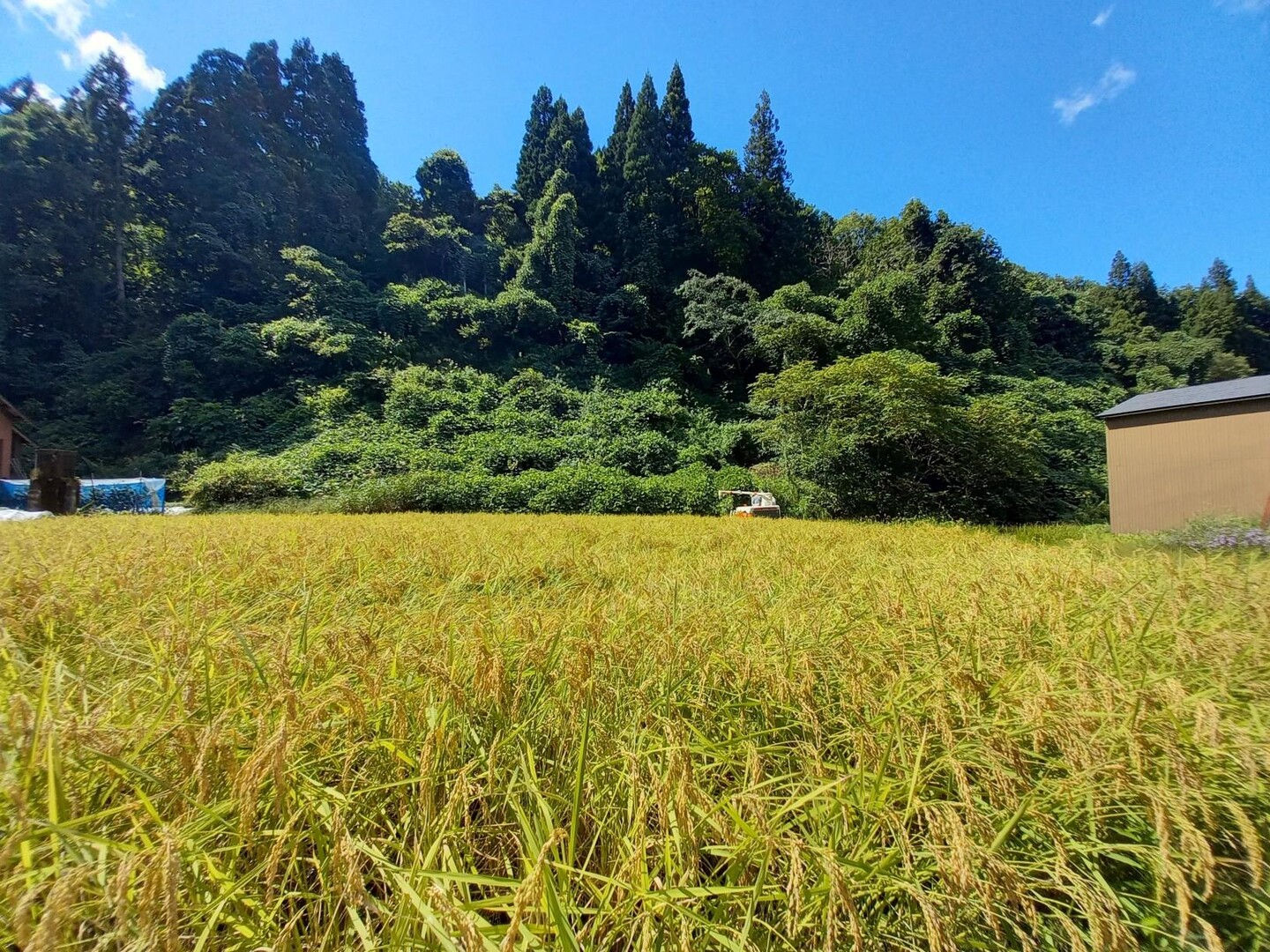 今シーズンの稲刈り始まりました。 まずは... / XR7さんのモーメント | YAMAP / ヤマップ