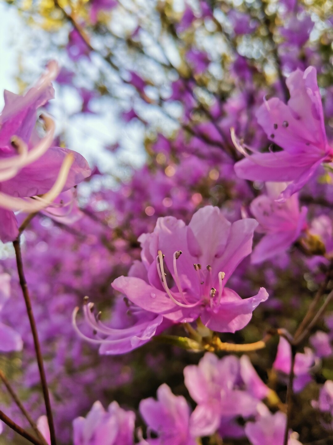 矢出山・新割山(王子が岳) / GaN2さんの王子が岳・神登山・臥竜山の活動データ | YAMAP / ヤマップ