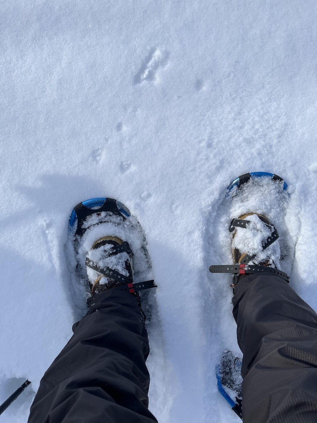 スノーシュー 試し履きの2日目は区界高原... / masuさんのモーメント | YAMAP / ヤマップ