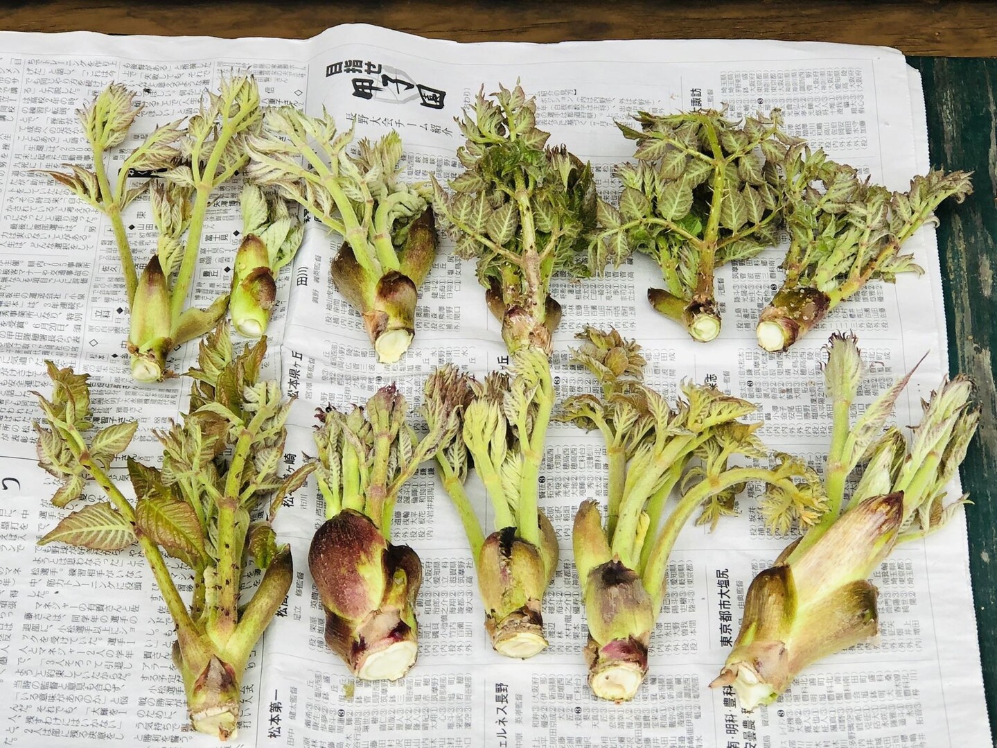 タラの芽収穫👍 日々の早朝ウォーキング... / Genie🧞‍♂️さんのモーメント | YAMAP / ヤマップ