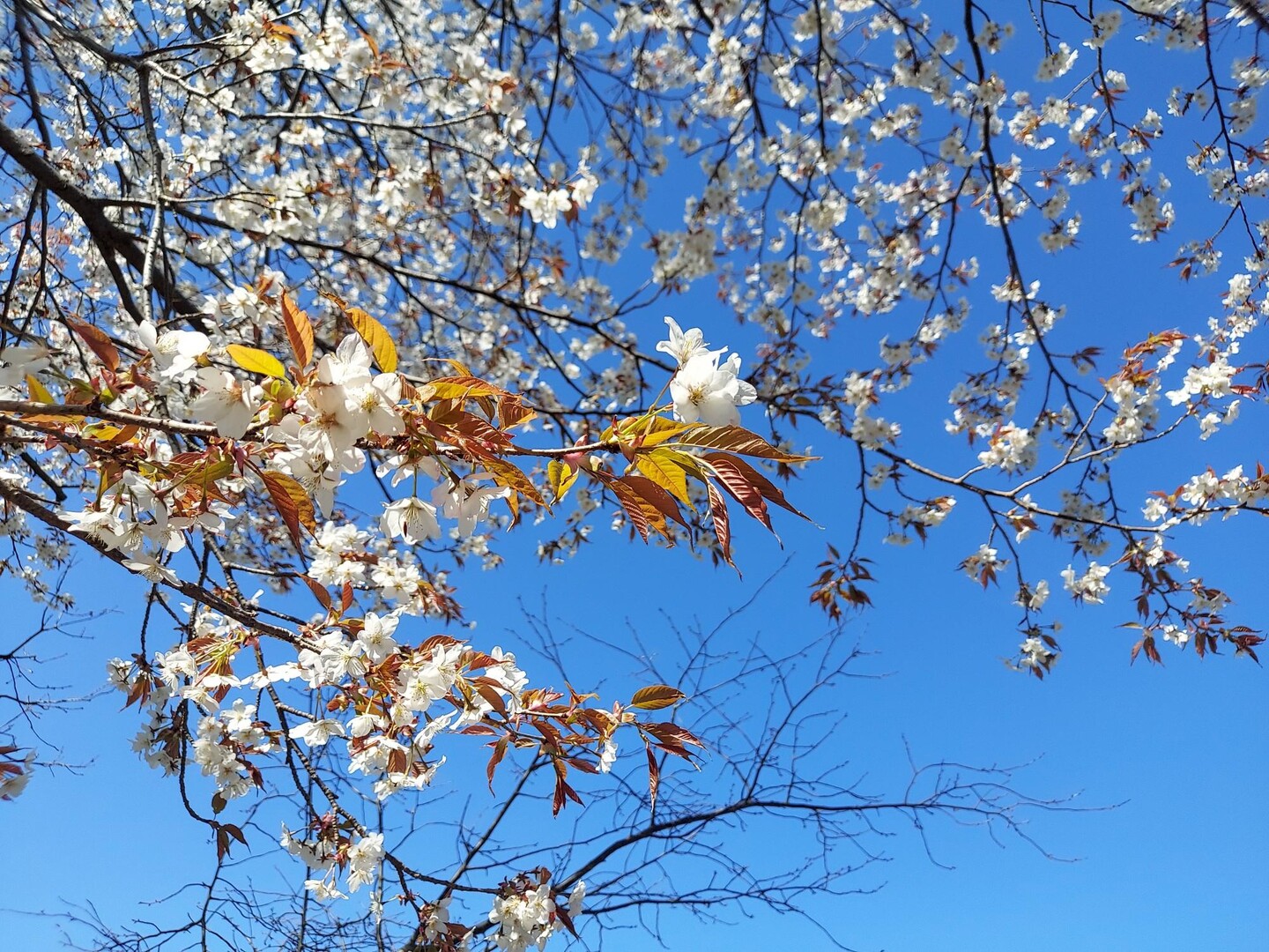 神於山🌸 / ree-koさんの槇尾山（槙尾山）・和泉葛城山・神於山の活動データ | YAMAP / ヤマップ