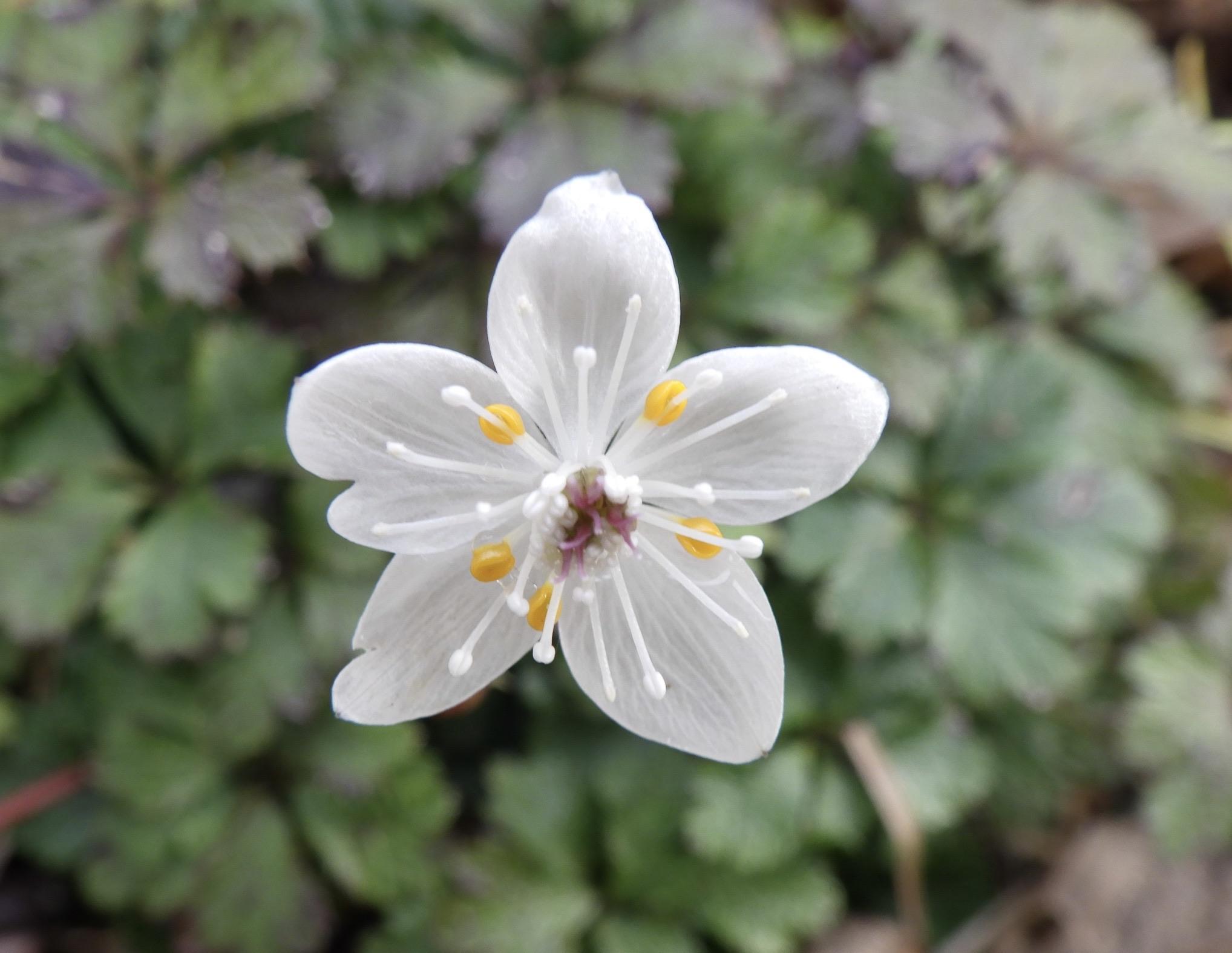 Tsubuyanさんのレポートを拝見した... / motomickyさんのモーメント | YAMAP / ヤマップ