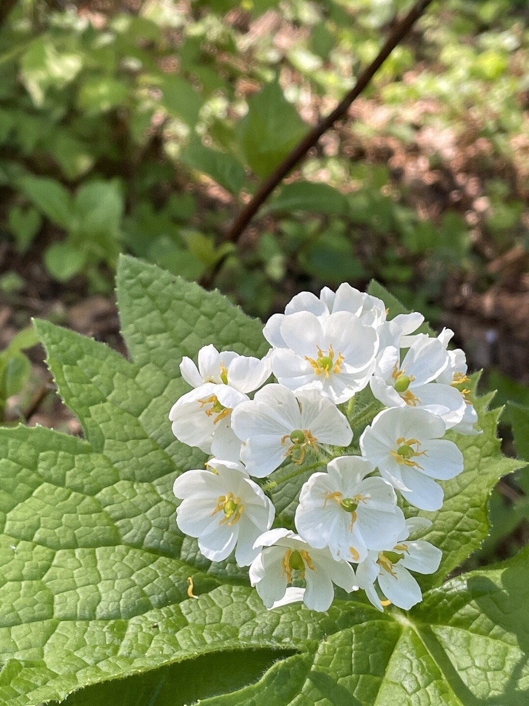 姥ヶ岳 / se-ko613さんの姥ヶ岳の活動データ | YAMAP / ヤマップ