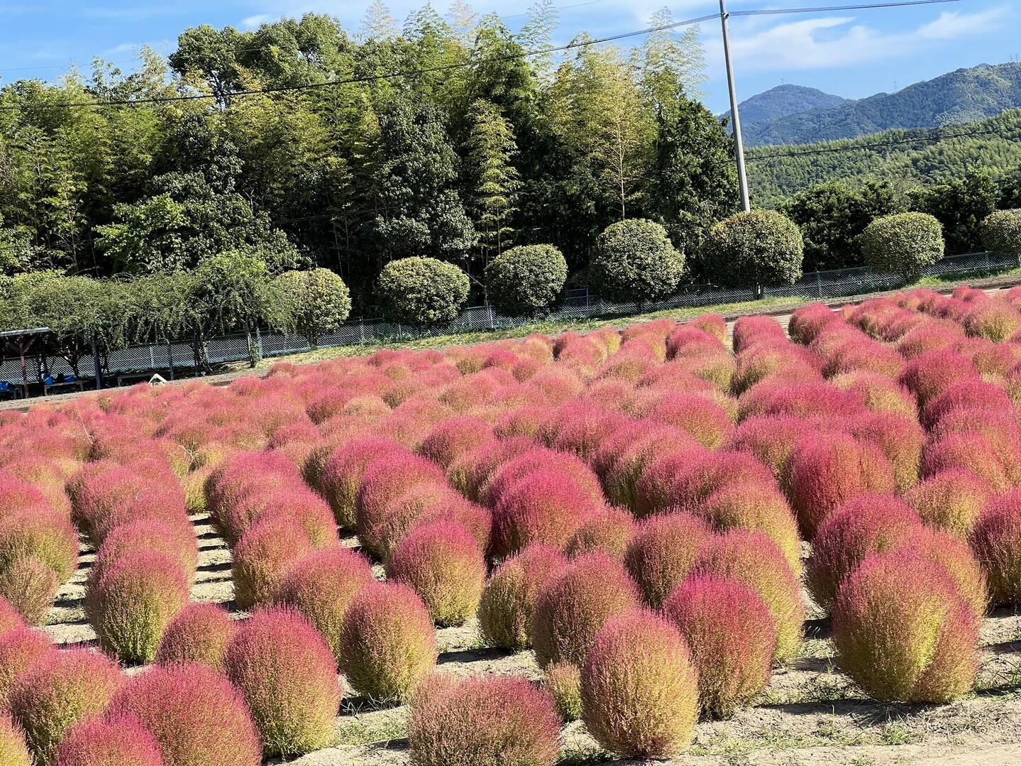 今日は姪のリクエスト。 コキアが見たい。... / keiさんのモーメント | YAMAP / ヤマップ