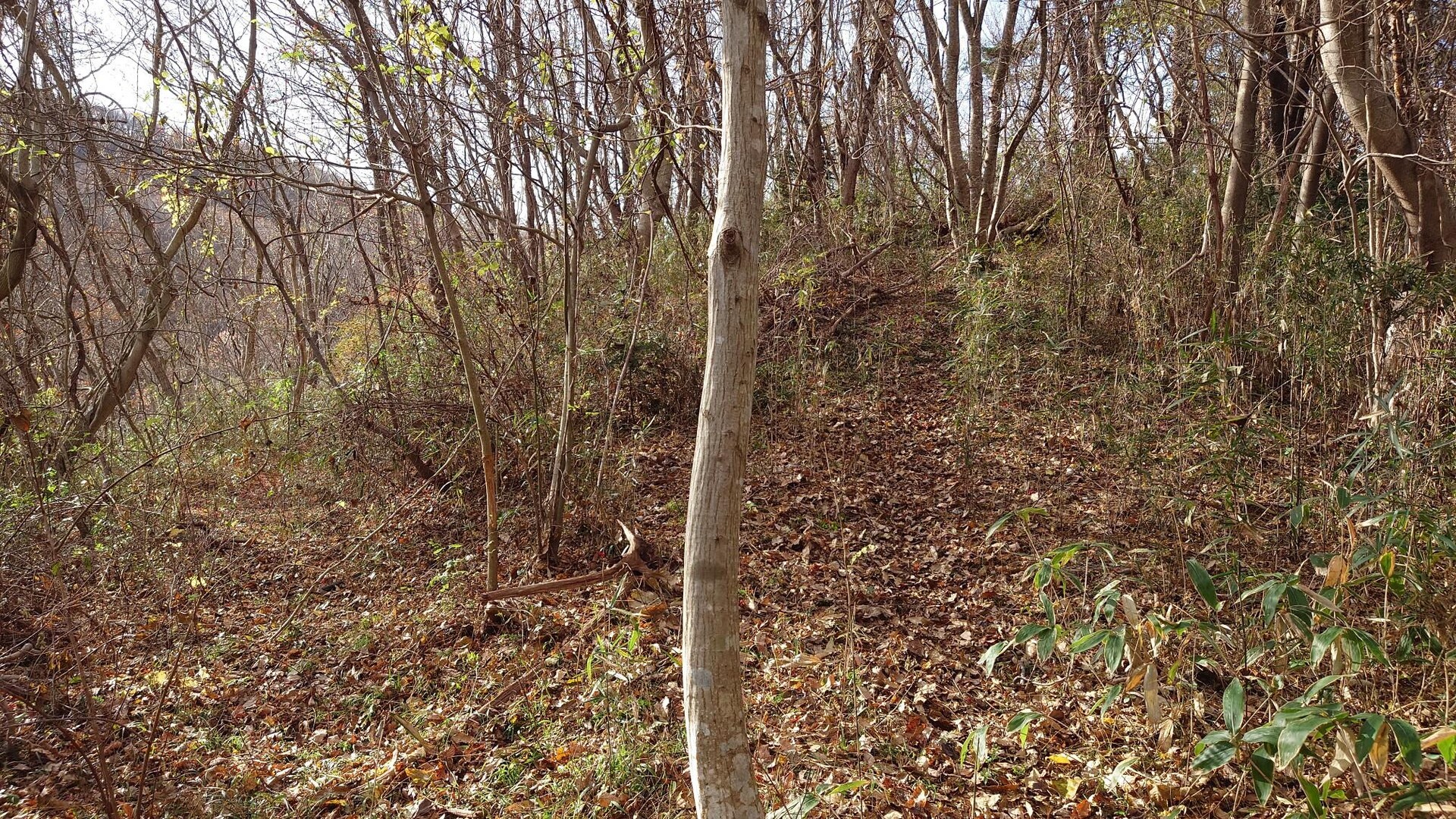 POKAさんの投稿したフィールドメモ | YAMAP / ヤマップ