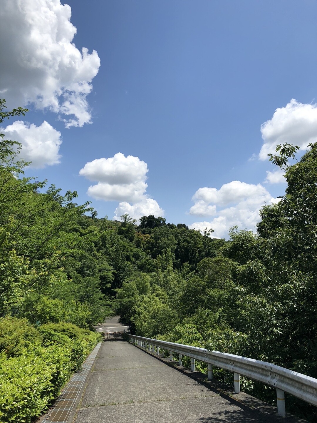 初夏、青空と蒼い若葉に心惹かれてリハビリ2020-05-23 / keiさんのポンポン山・釈迦岳・小塩山・若山の活動データ | YAMAP / ヤマップ