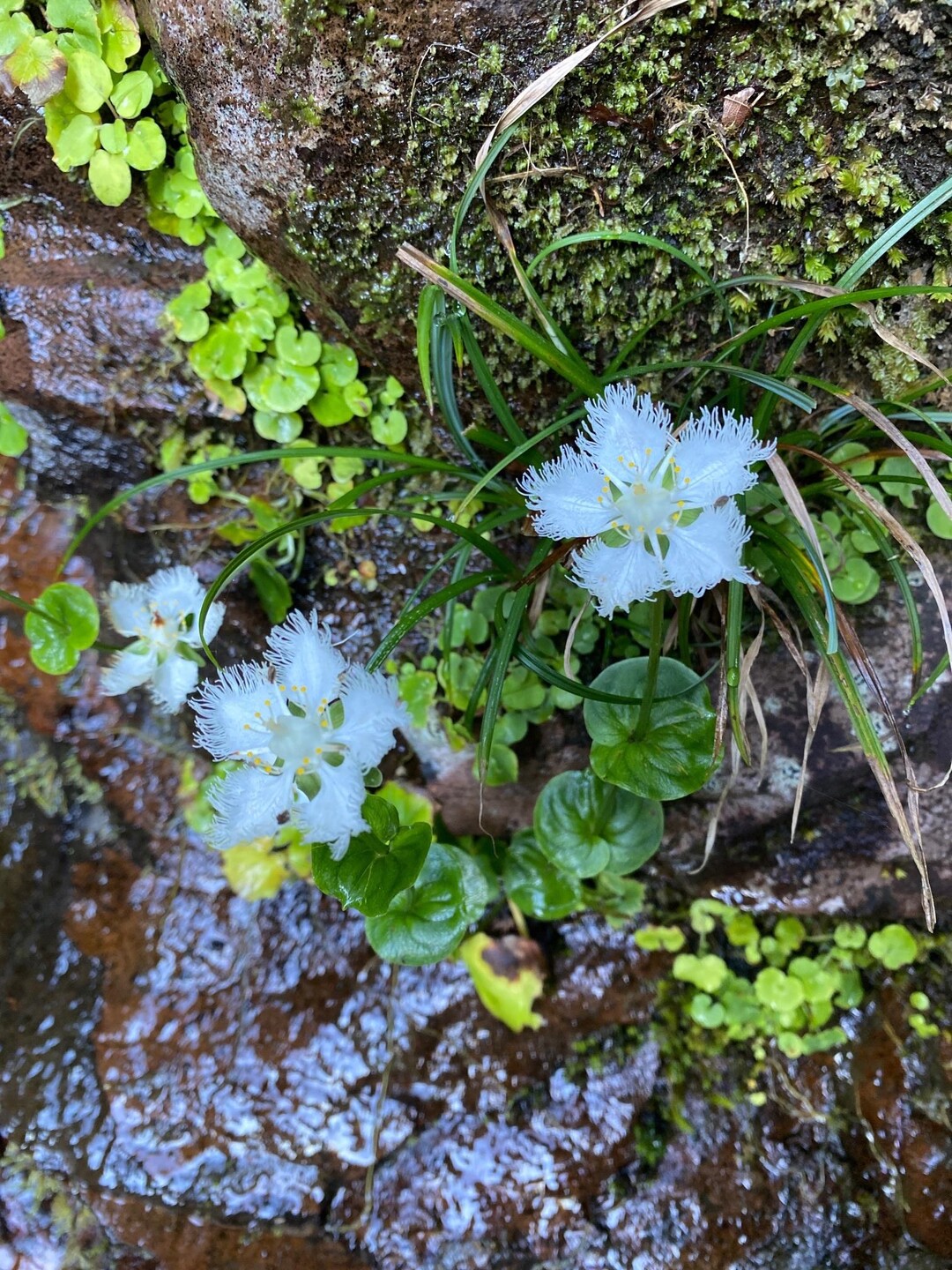 初のお花に会いたい ️こつぶり山・原高山・板谷の頭・取立山 / Baziruさんの取立山の活動データ | YAMAP / ヤマップ