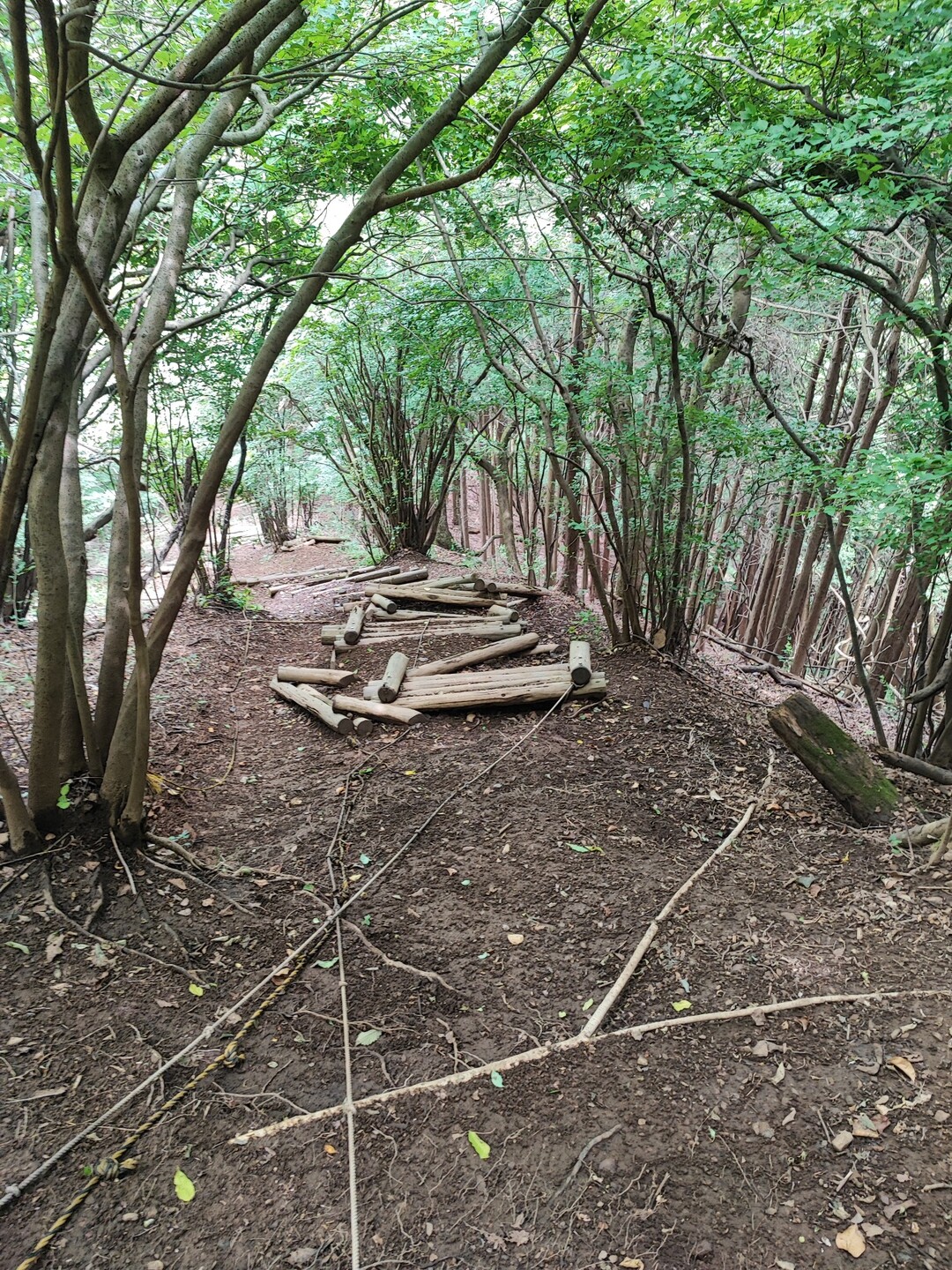 Goさんの投稿したフィールドメモ | YAMAP / ヤマップ