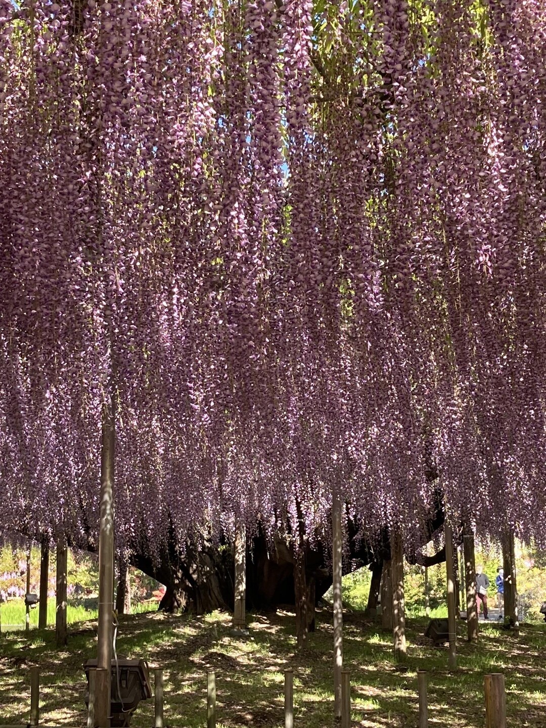 GWまで咲いてるかちょっと心配😟 フラ... / みみちゃんさんのモーメント | YAMAP / ヤマップ