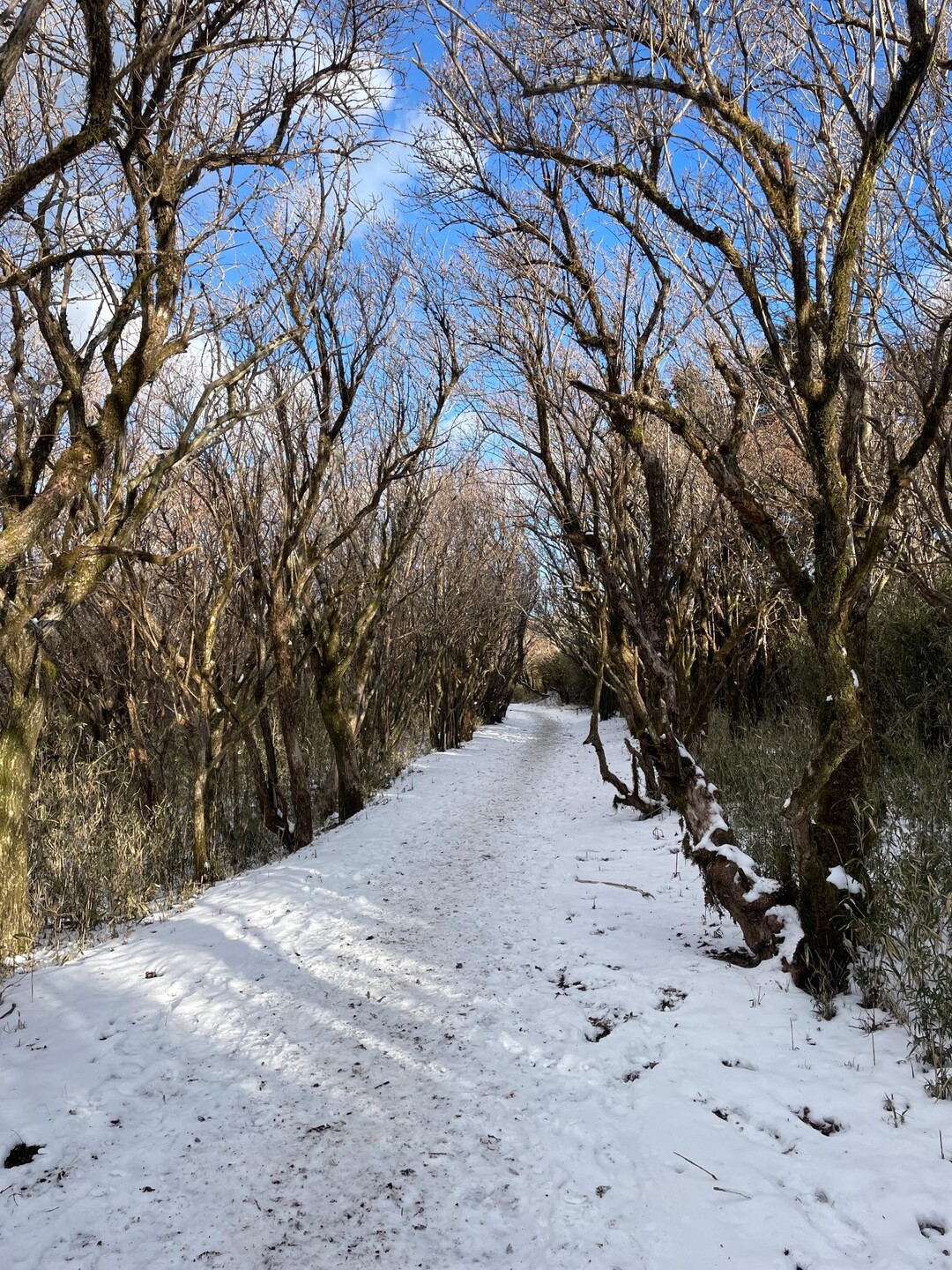 金時山・火打石山・明神ヶ岳 / yookopさんの金時山・明神ヶ岳の活動データ | YAMAP / ヤマップ