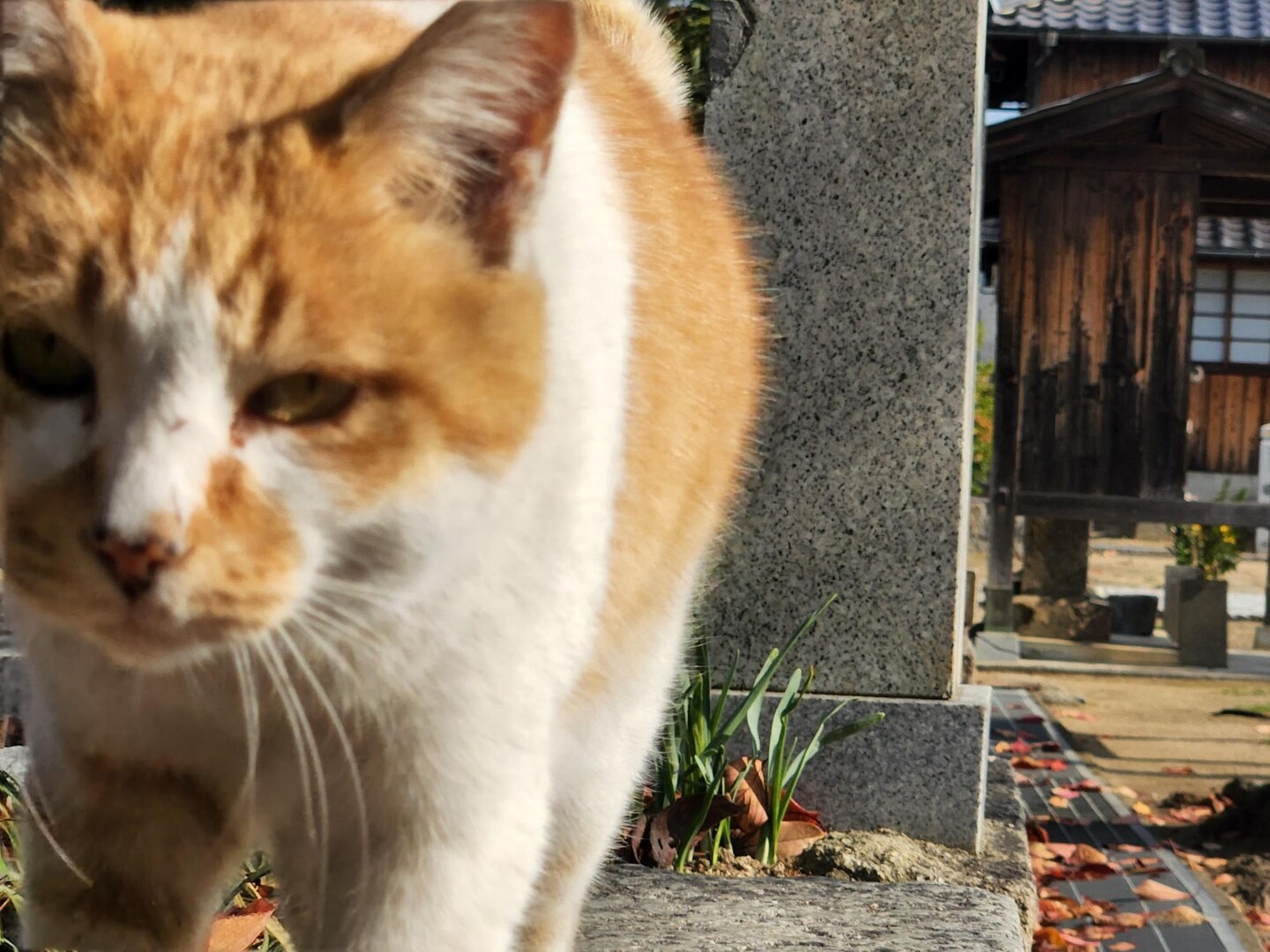 尾道さんぽ その9 / koroさんの尾道市の活動データ | YAMAP / ヤマップ