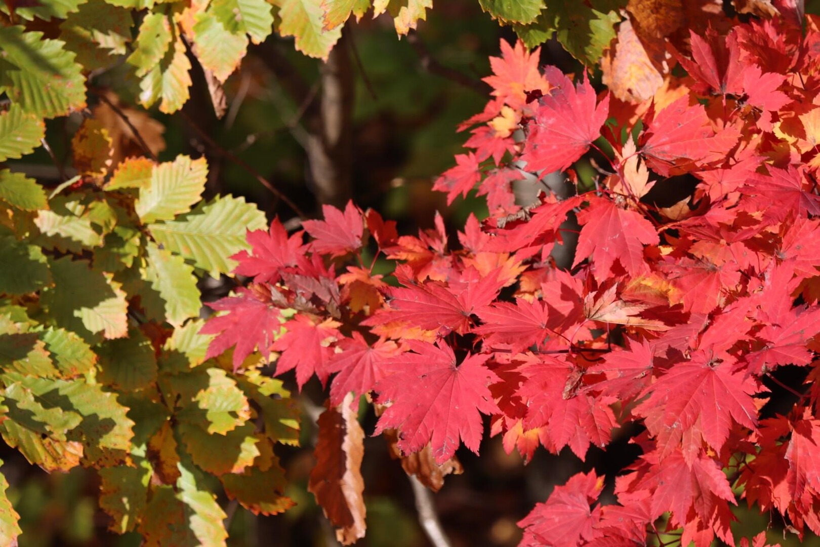 岐登牛山 / Tony さんの岐登牛山の活動データ | YAMAP / ヤマップ