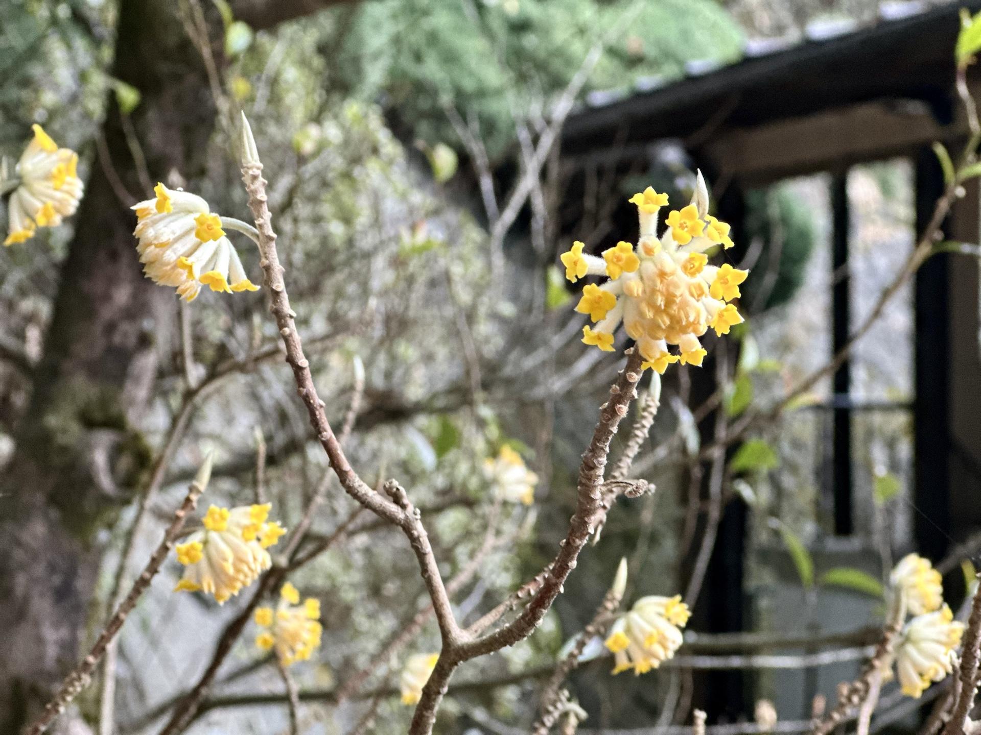 ちょっぴり雪の ️高尾山〜一丁平ピストン / Amyさんの高尾山・陣馬山・景信山の活動データ | YAMAP / ヤマップ